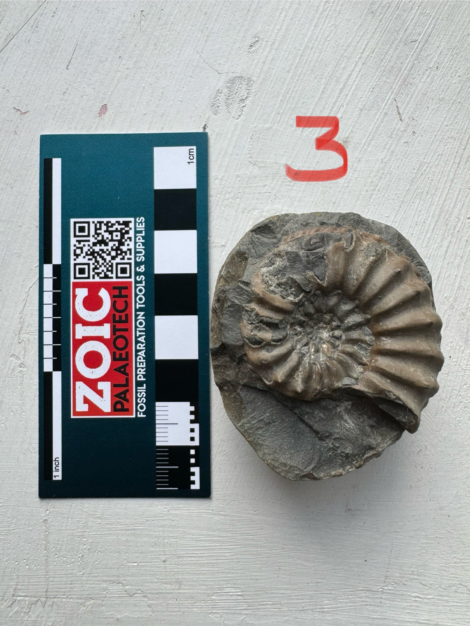Ammonites identification - Fossil ID - The Fossil Forum