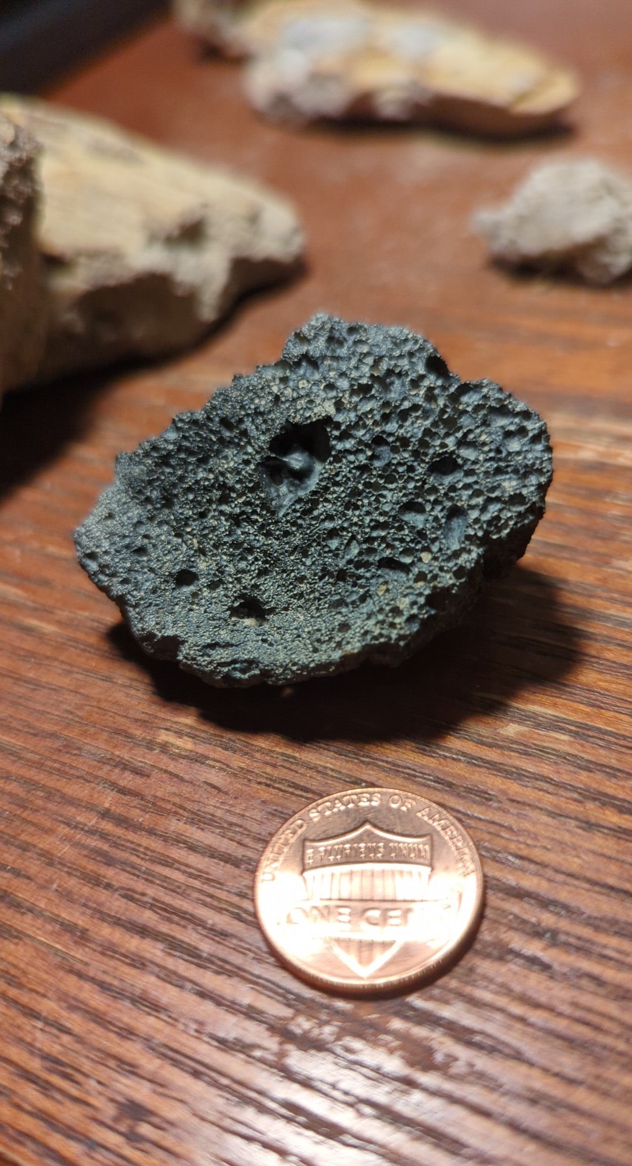 El Paso Colorado - fossil or pumice - Fossil ID - The Fossil Forum