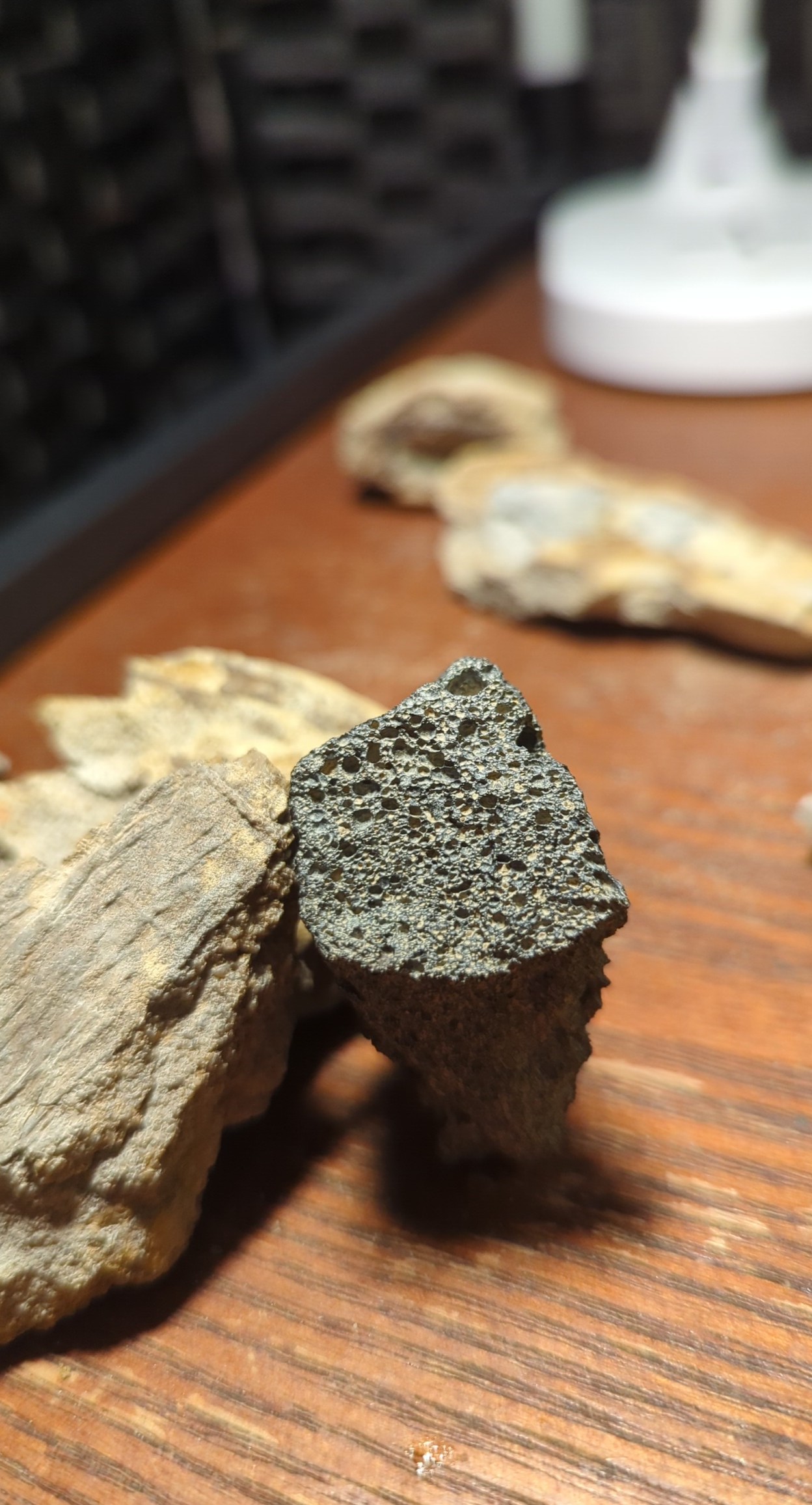 El Paso Colorado - fossil or pumice - Fossil ID - The Fossil Forum