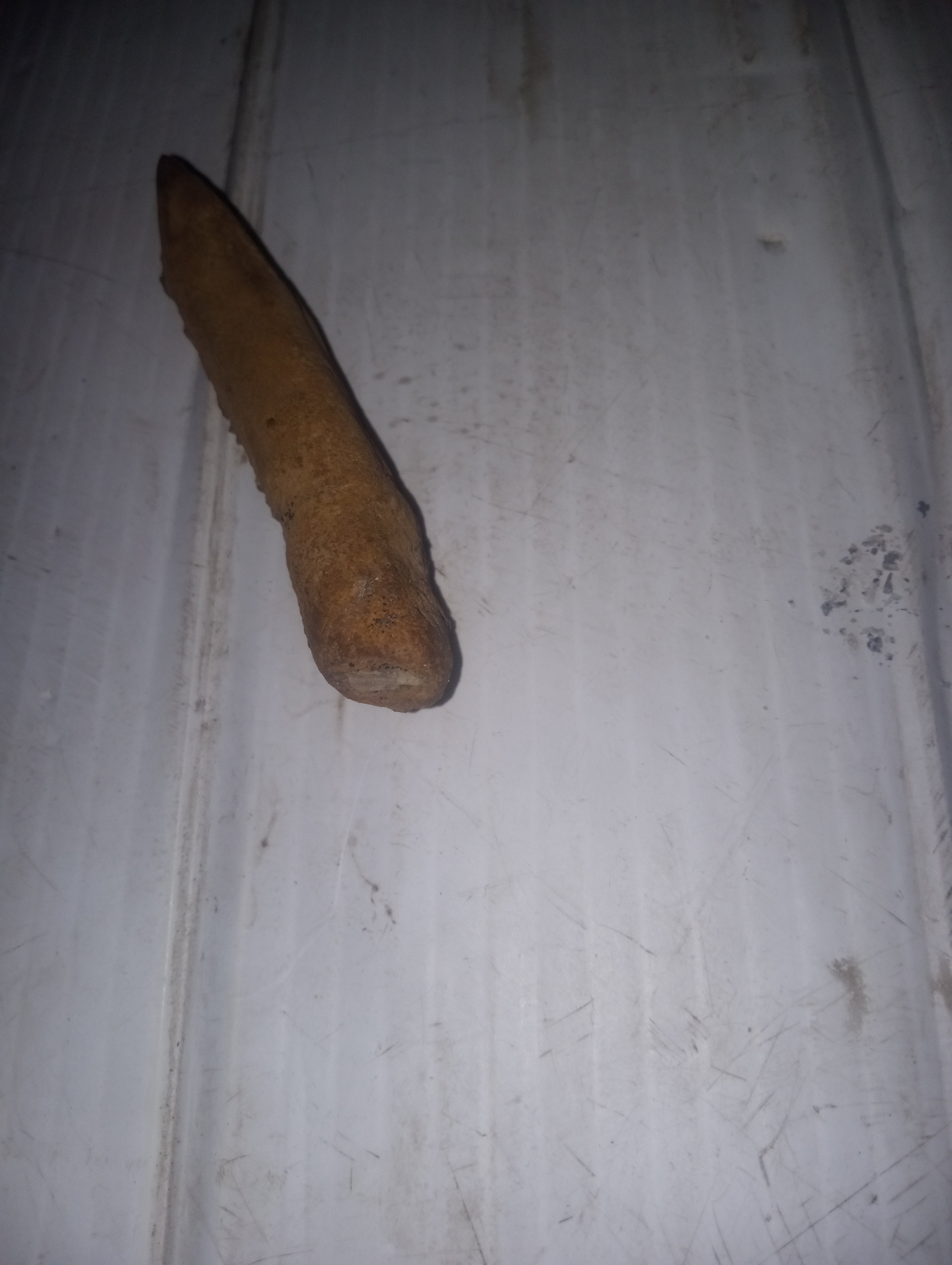 Fossilized human finger - Fossil ID - The Fossil Forum
