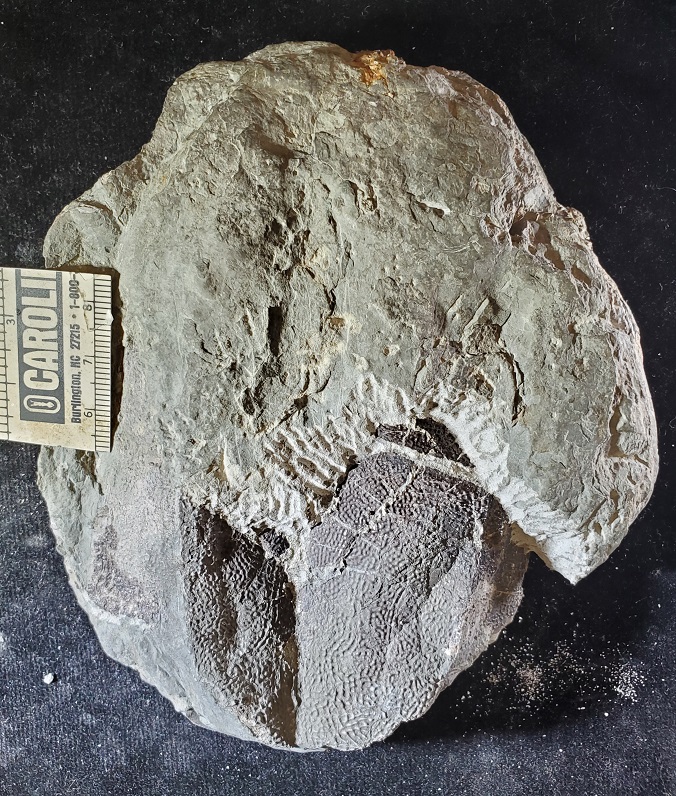 Bothriolepis canadensis prep - Fossil Preparation - The Fossil Forum