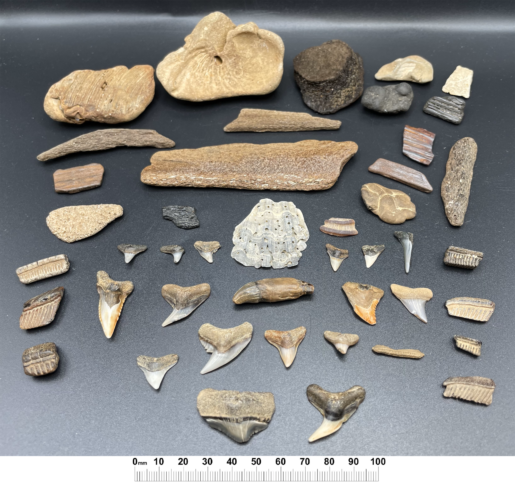 Calvert Formation - Stratford Hall and Westmoreland State Park - Fossil ...