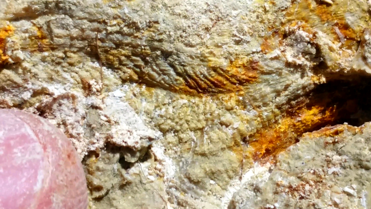 Miocene creatures - Fossil ID - The Fossil Forum