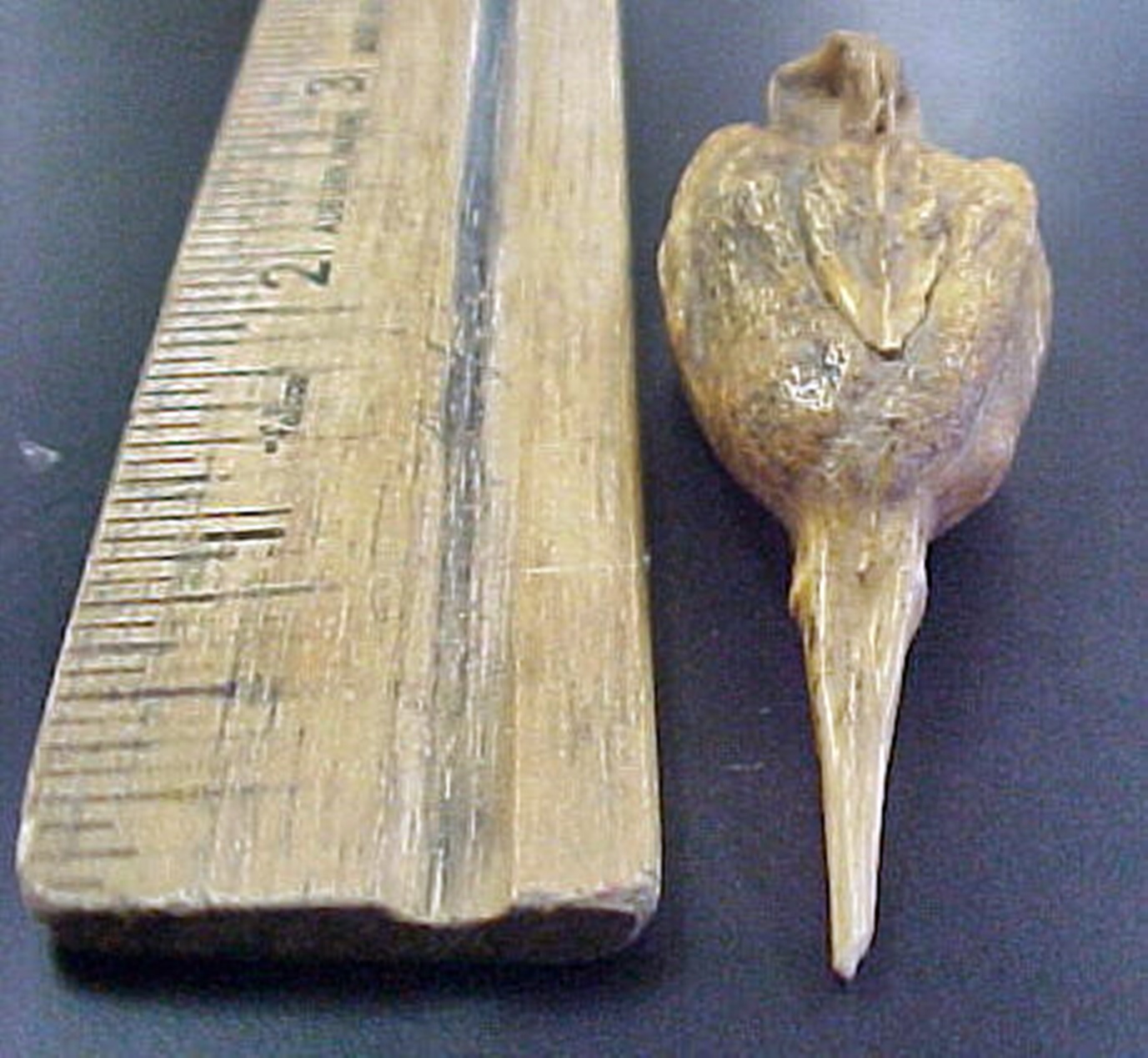 Fossilized coconut pod? Palm seed? - Fossil ID - The Fossil Forum