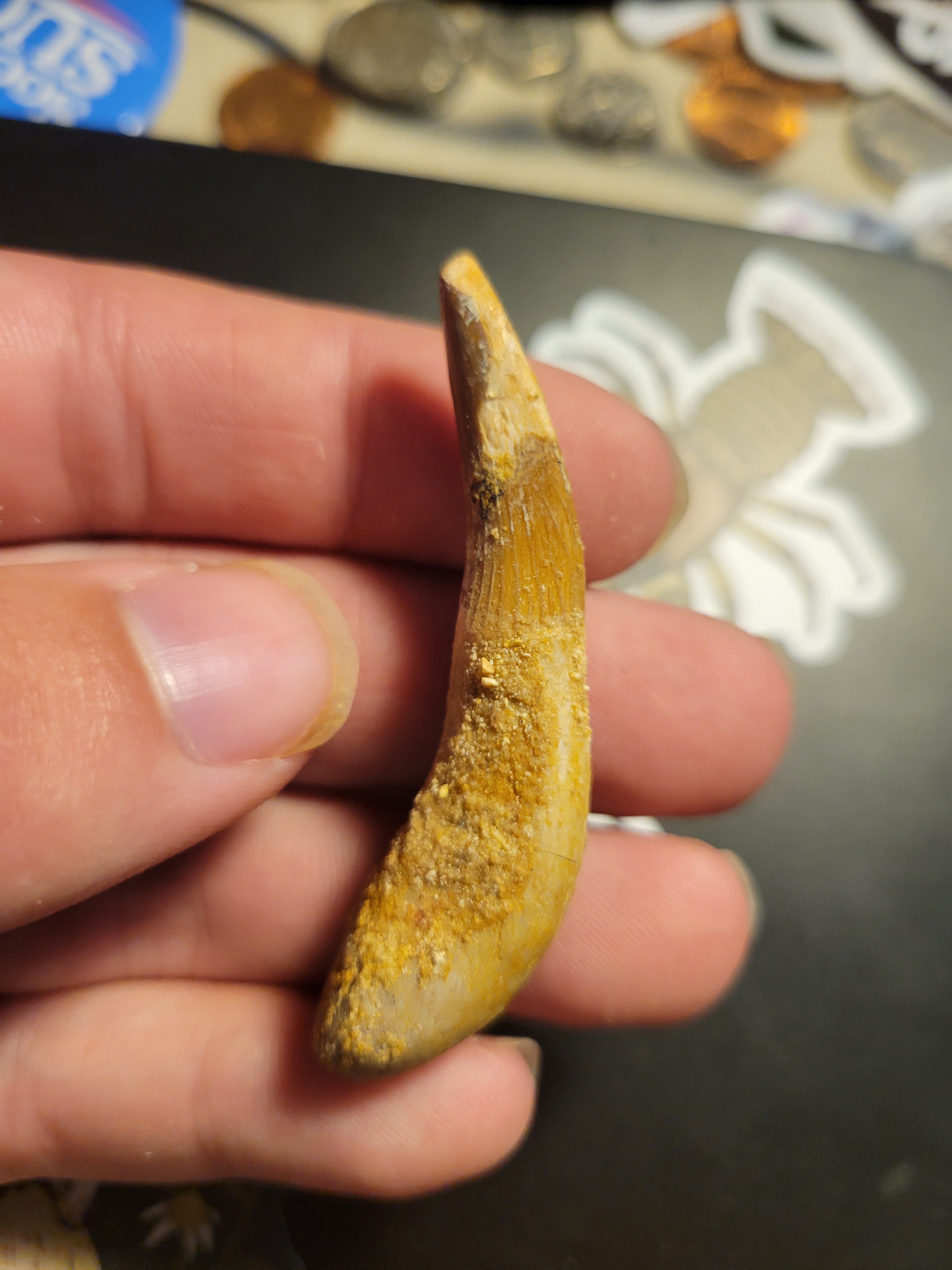 Polycotylid Plesiosaur Tooth From Kem Kem? - Fossil ID - The Fossil Forum