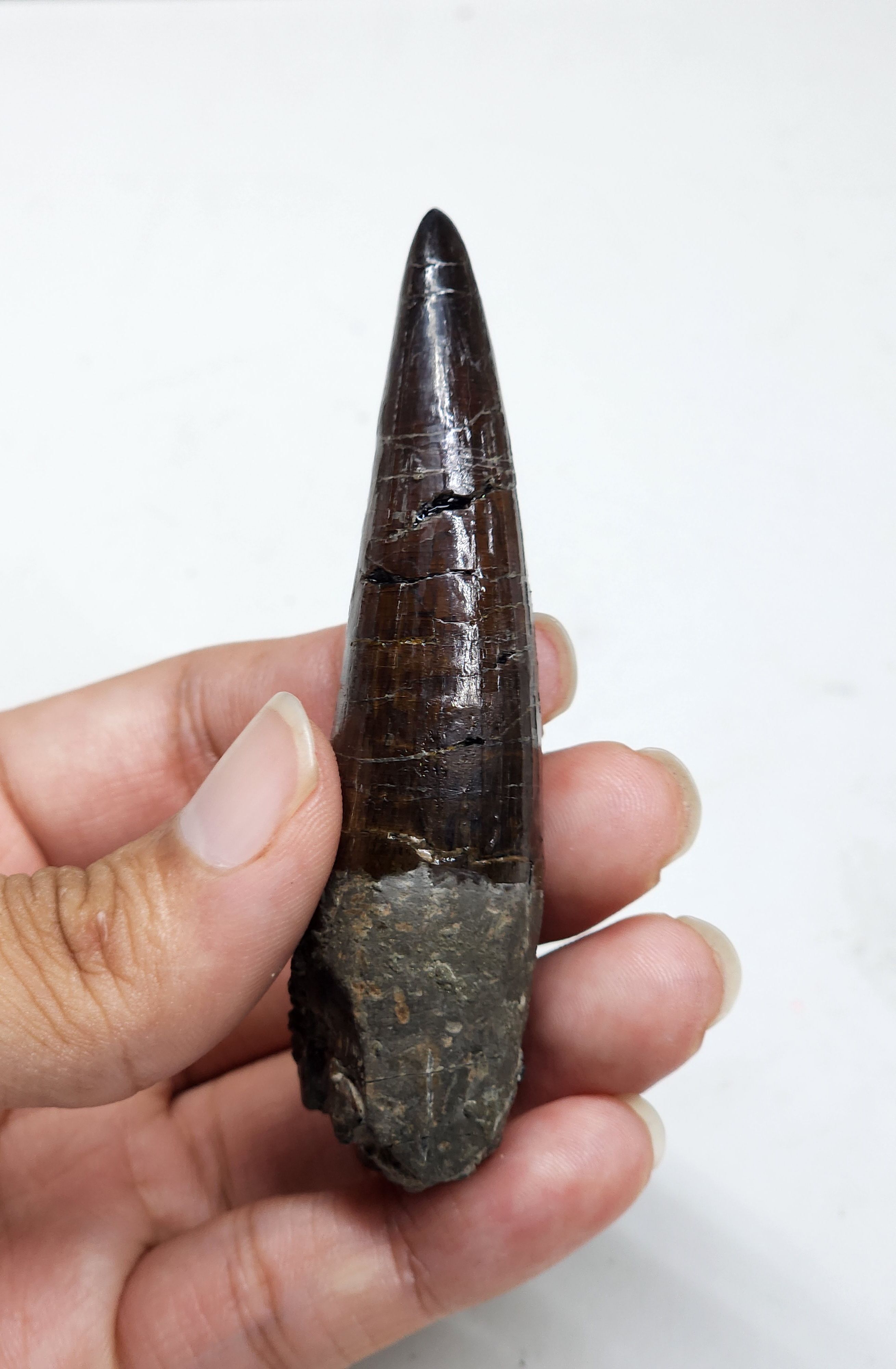 Pliosaur tooth from France. Is this possible to Liopleurodon? - Fossil ...