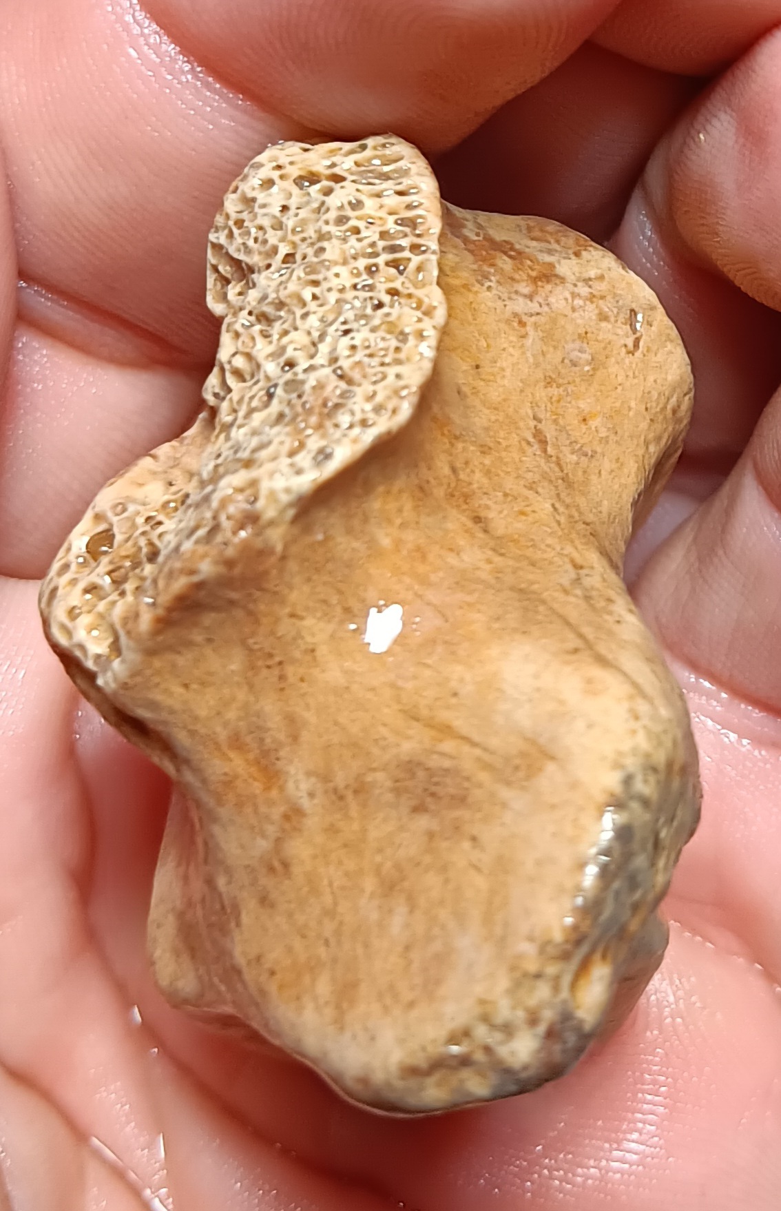 SE Texas - Strange bone - astragalus? - Fossil ID - The Fossil Forum