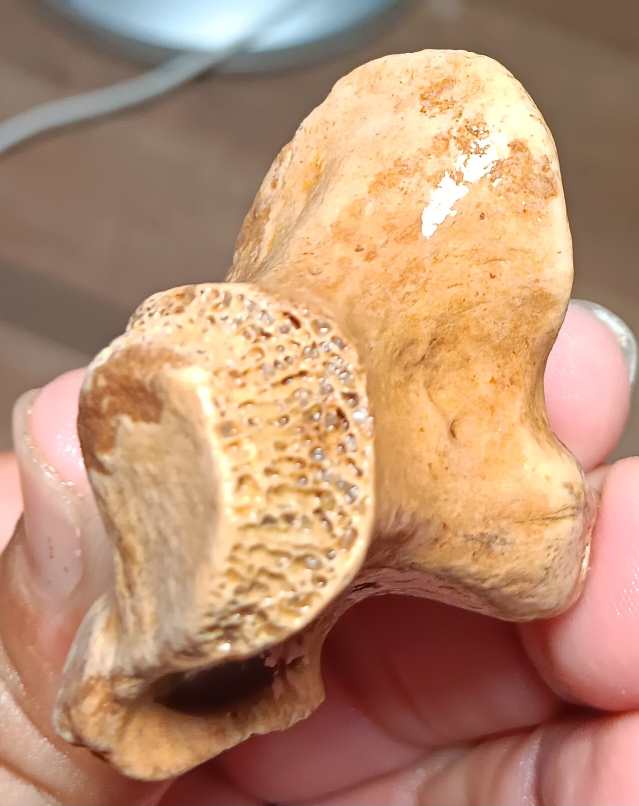 SE Texas - Strange bone - astragalus? - Fossil ID - The Fossil Forum