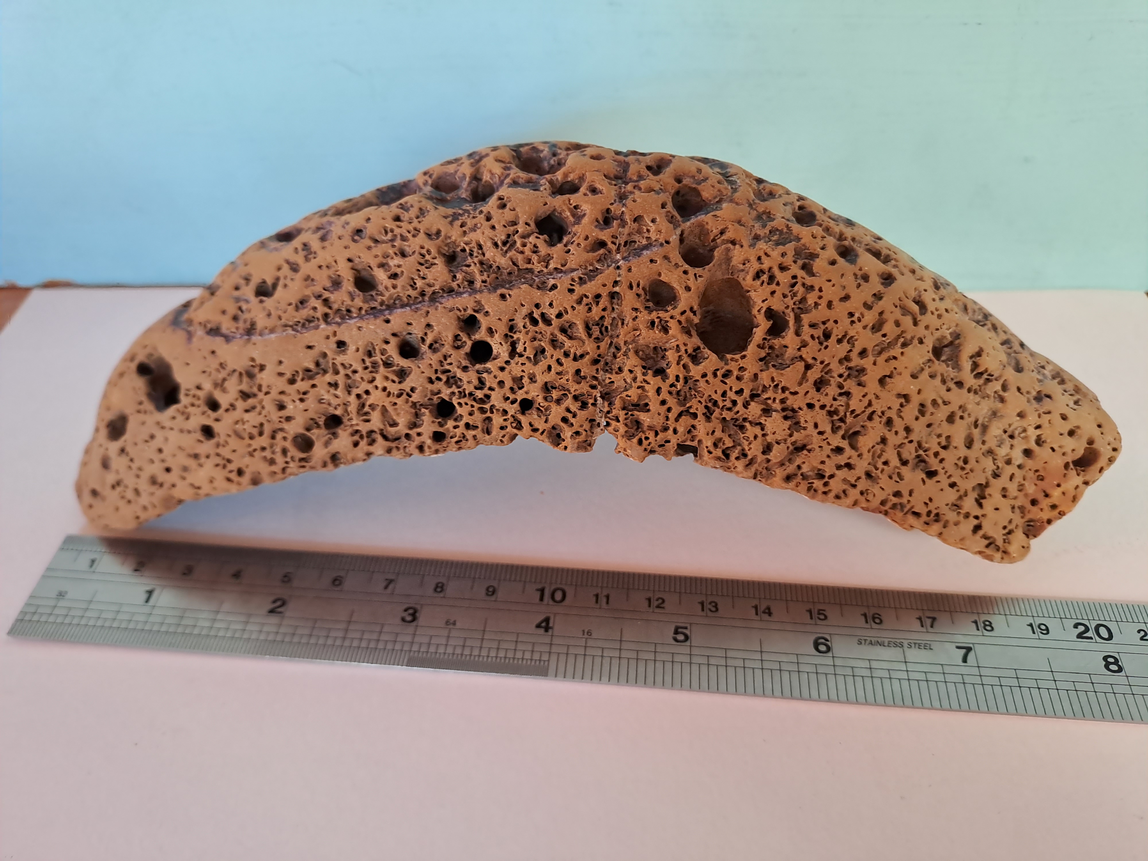 Odd Fossil ID and Strange Purple Growth. - Fossil ID - The Fossil Forum