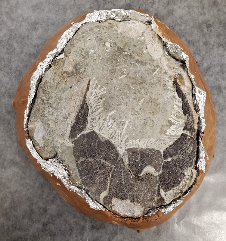 Bothriolepis canadensis prep - Fossil Preparation - The Fossil Forum