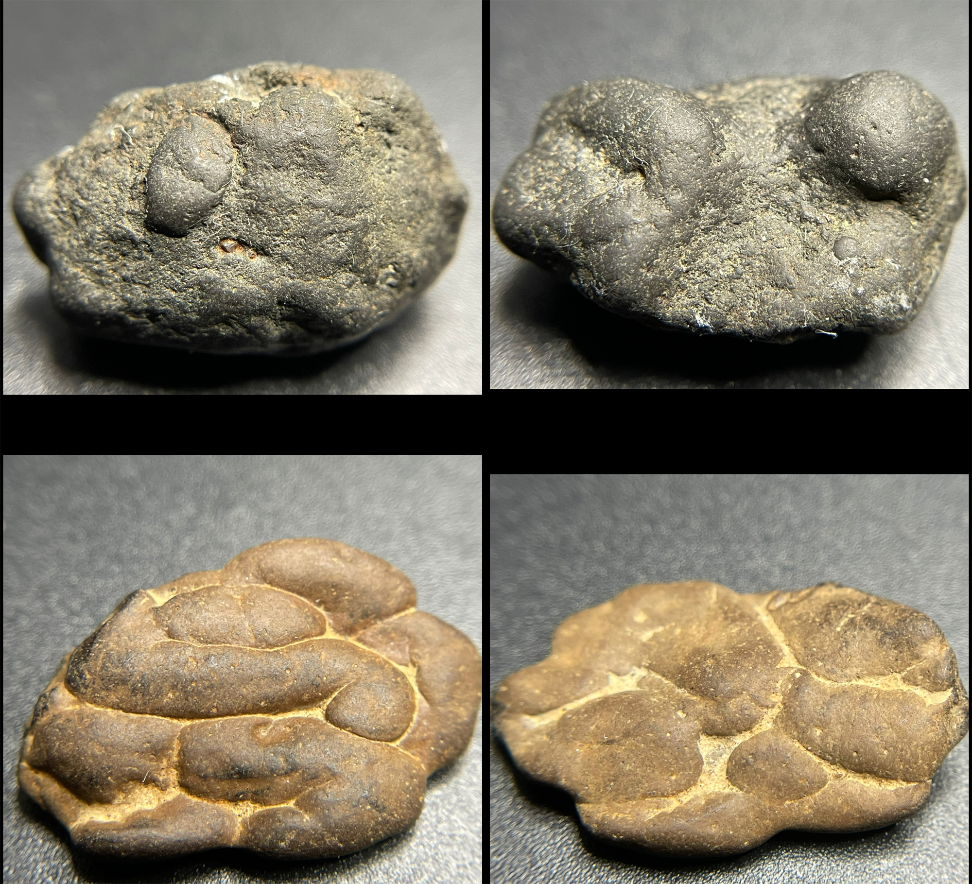 Calvert Formation - Stratford Hall and Westmoreland State Park - Fossil ...