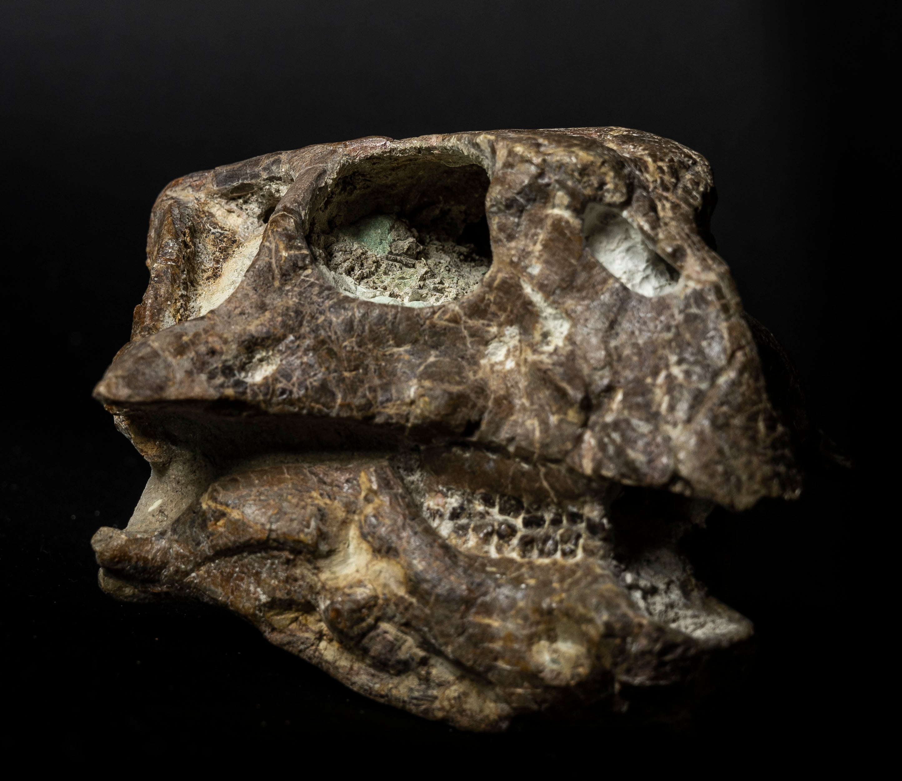 Psittacosaurus specimen, real or fake? - Is It Real? How to Recognize ...