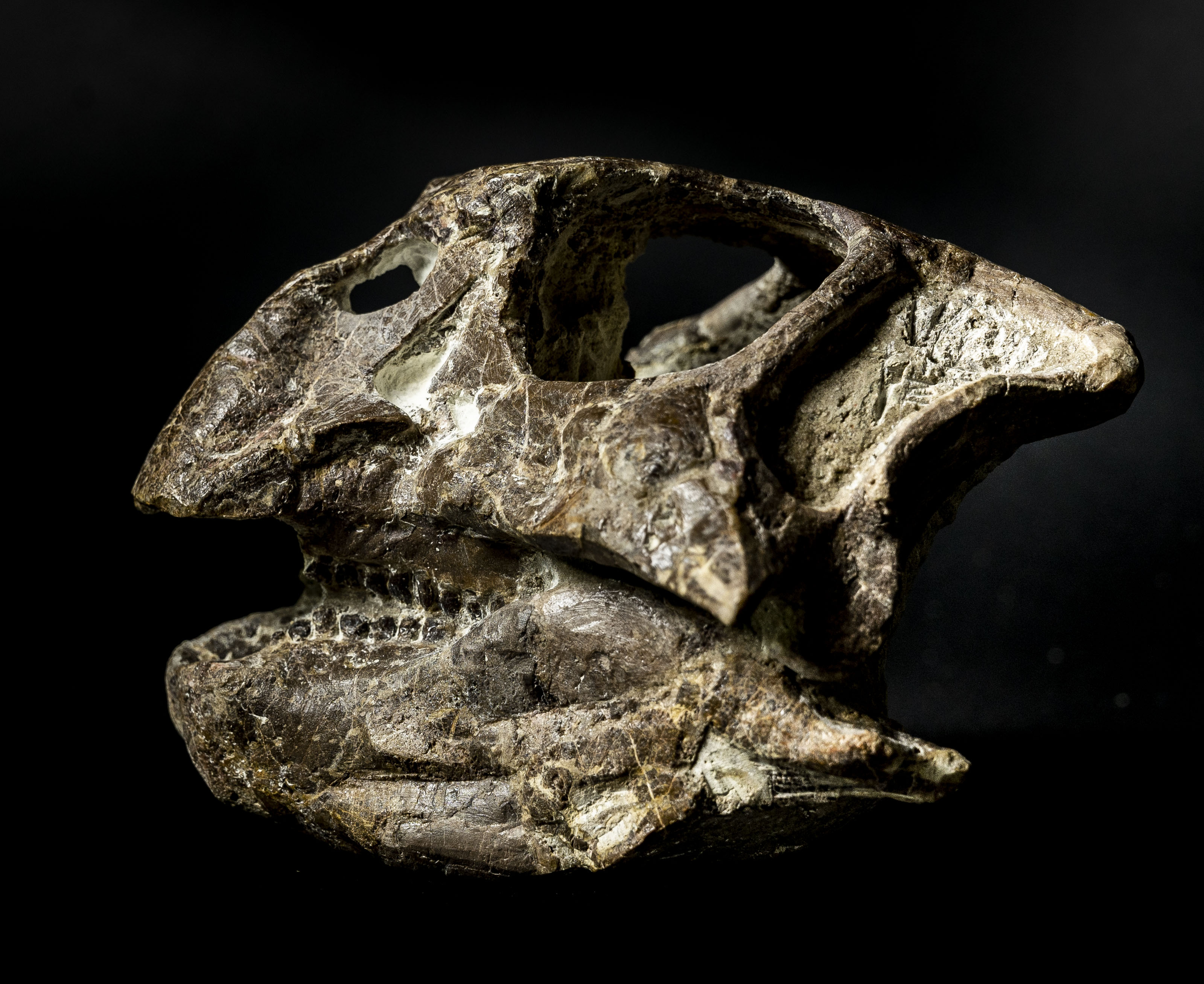 Psittacosaurus specimen, real or fake? - Is It Real? How to Recognize ...