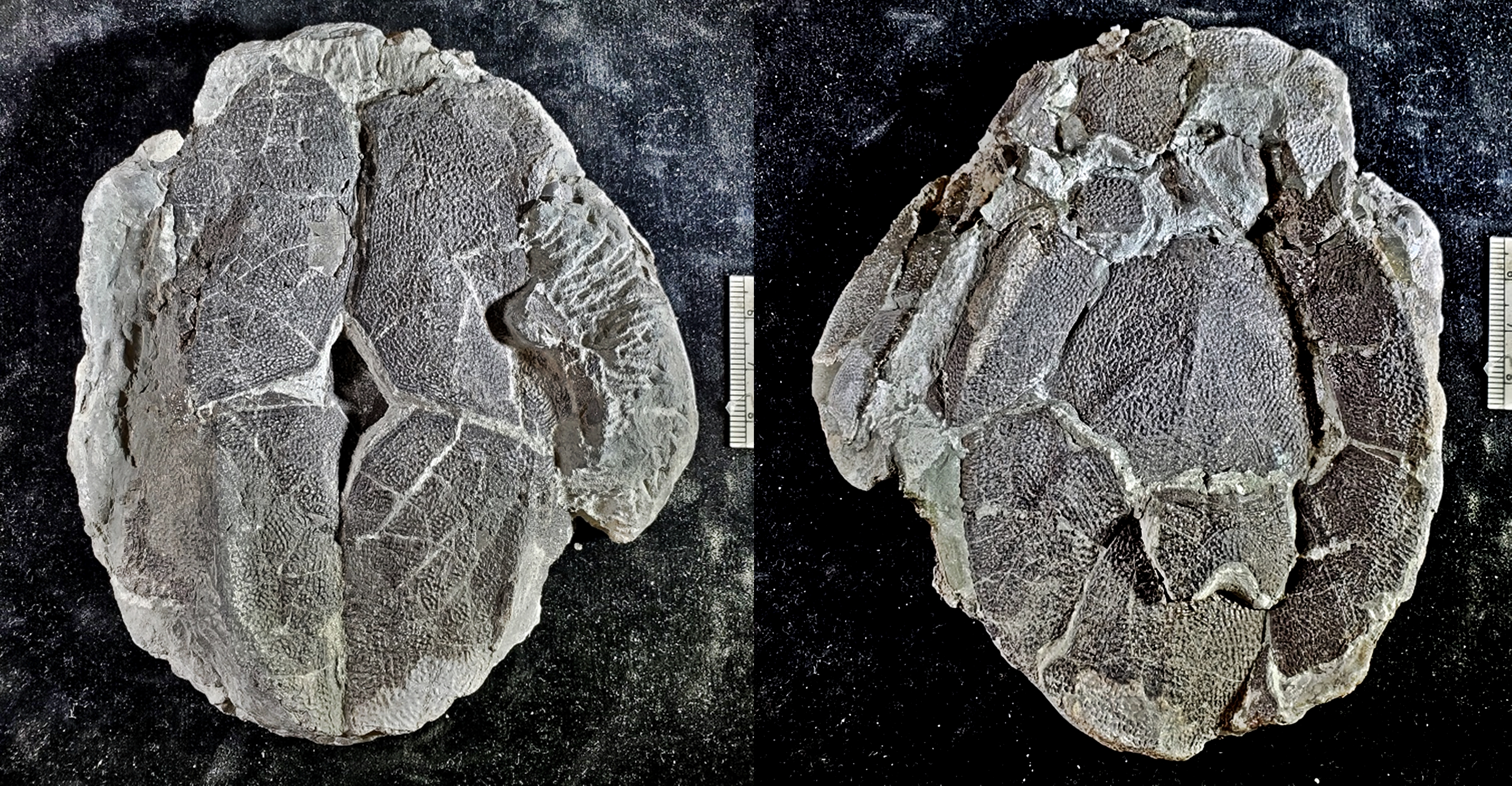 Bothriolepis canadensis prep - Fossil Preparation - The Fossil Forum