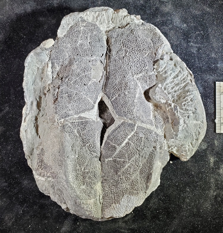 Bothriolepis canadensis prep - Fossil Preparation - The Fossil Forum