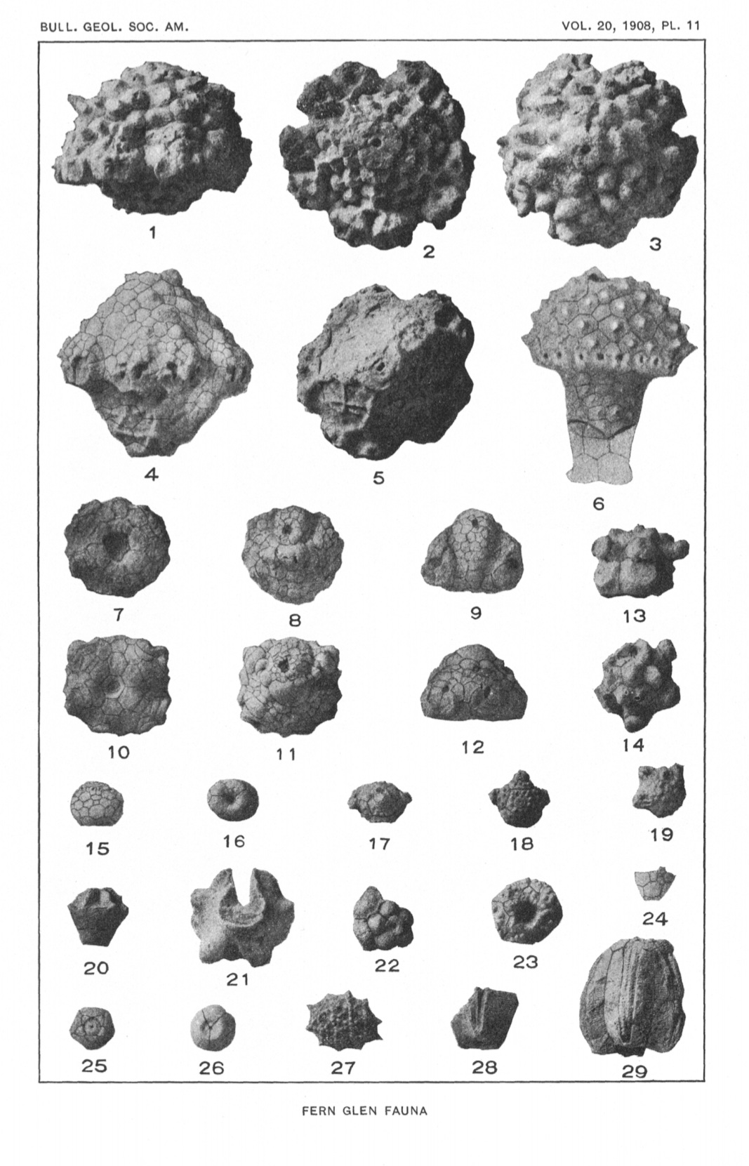 Crinoid calyx ID - Fossil ID - The Fossil Forum