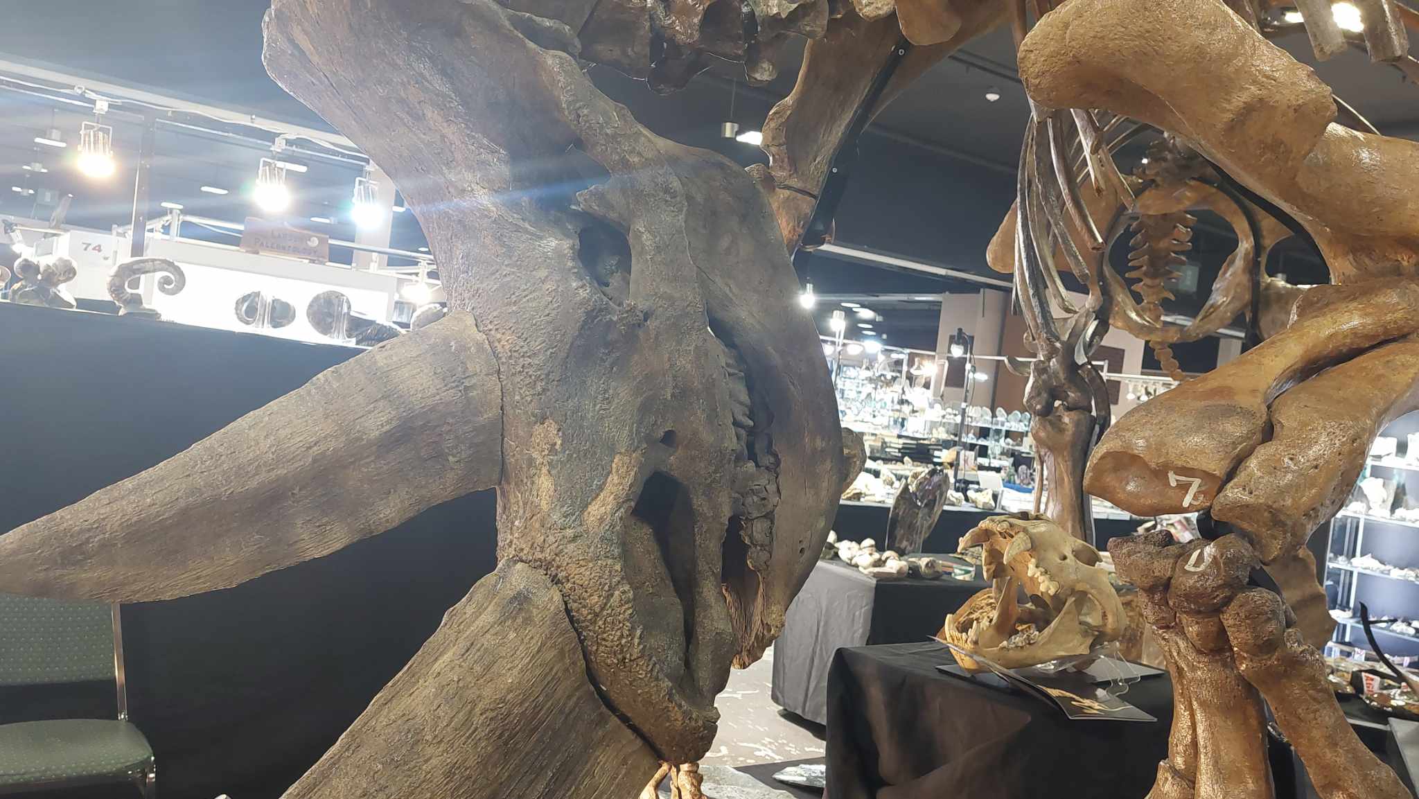 Denver Gem and Mineral Show - General Fossil Discussion - The Fossil Forum