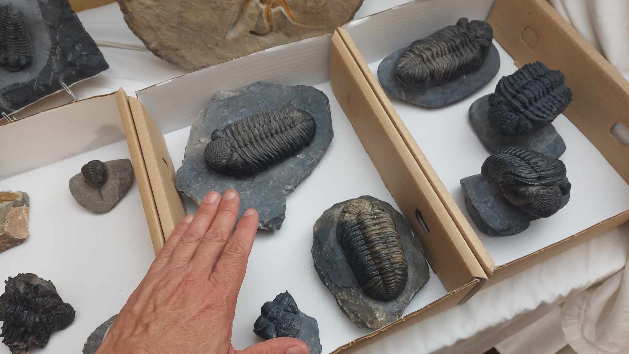 Denver Gem and Mineral Show - General Fossil Discussion - The Fossil Forum