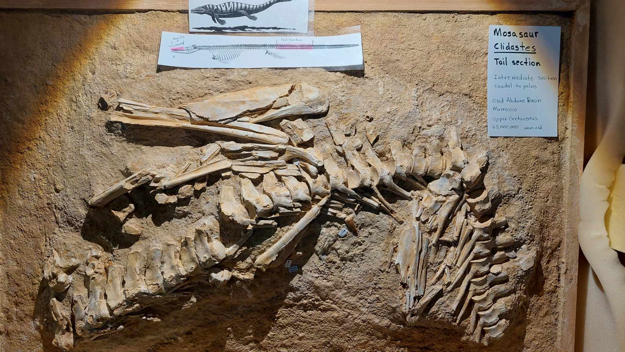 Denver Gem and Mineral Show - General Fossil Discussion - The Fossil Forum