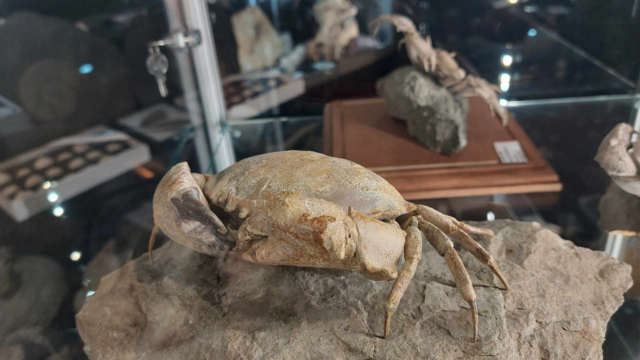 Denver Gem and Mineral Show - General Fossil Discussion - The Fossil Forum
