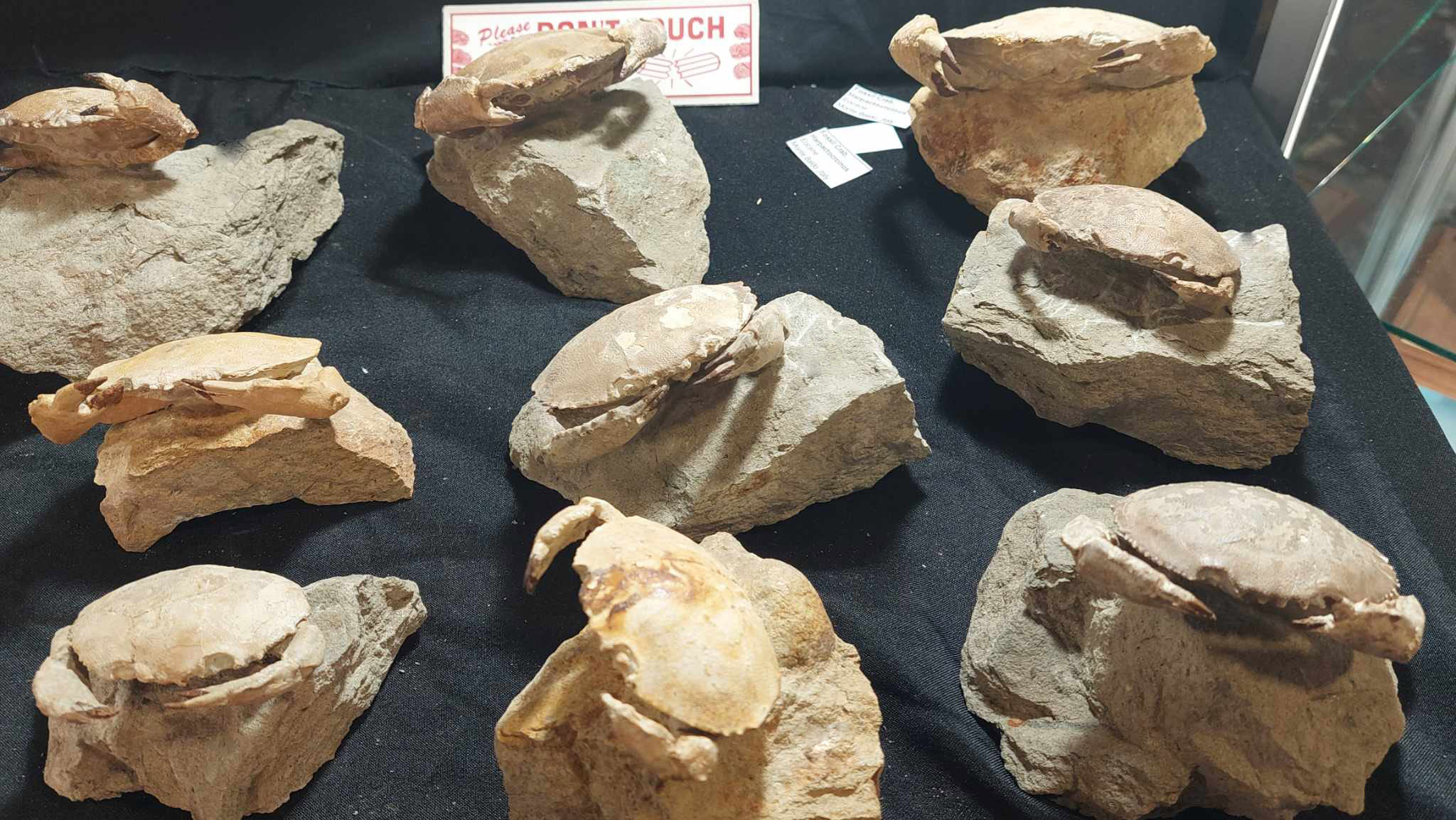 Denver Gem and Mineral Show - General Fossil Discussion - The Fossil Forum
