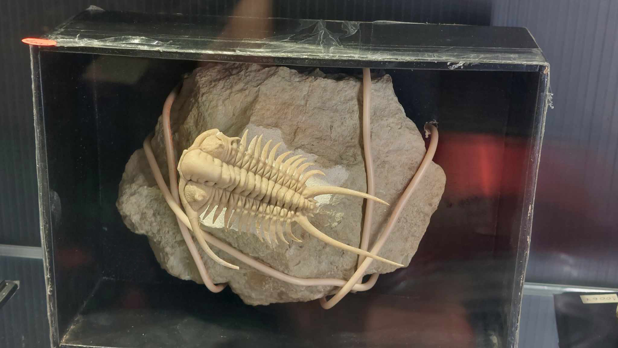 Denver Gem and Mineral Show - General Fossil Discussion - The Fossil Forum