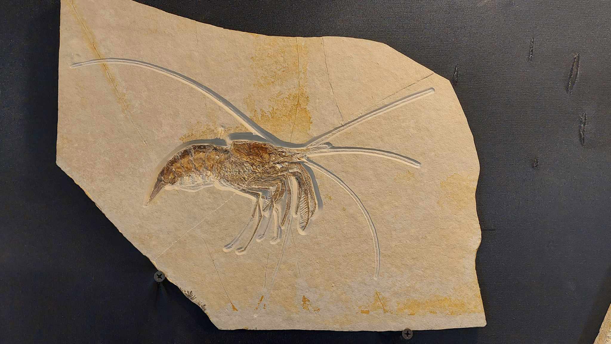Denver Gem and Mineral Show - General Fossil Discussion - The Fossil Forum