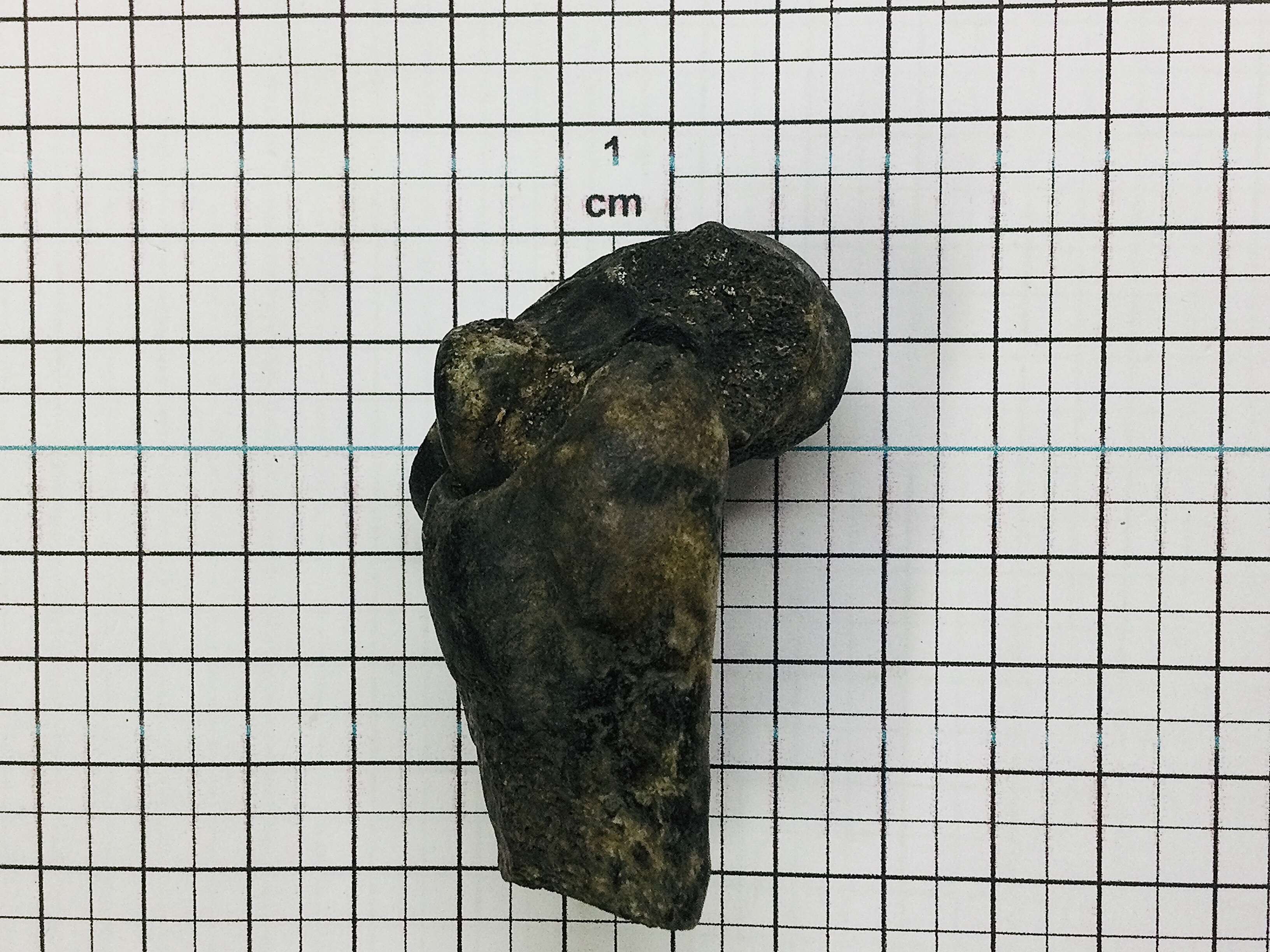 Need help with ID odd shaped bone - Fossil ID - The Fossil Forum