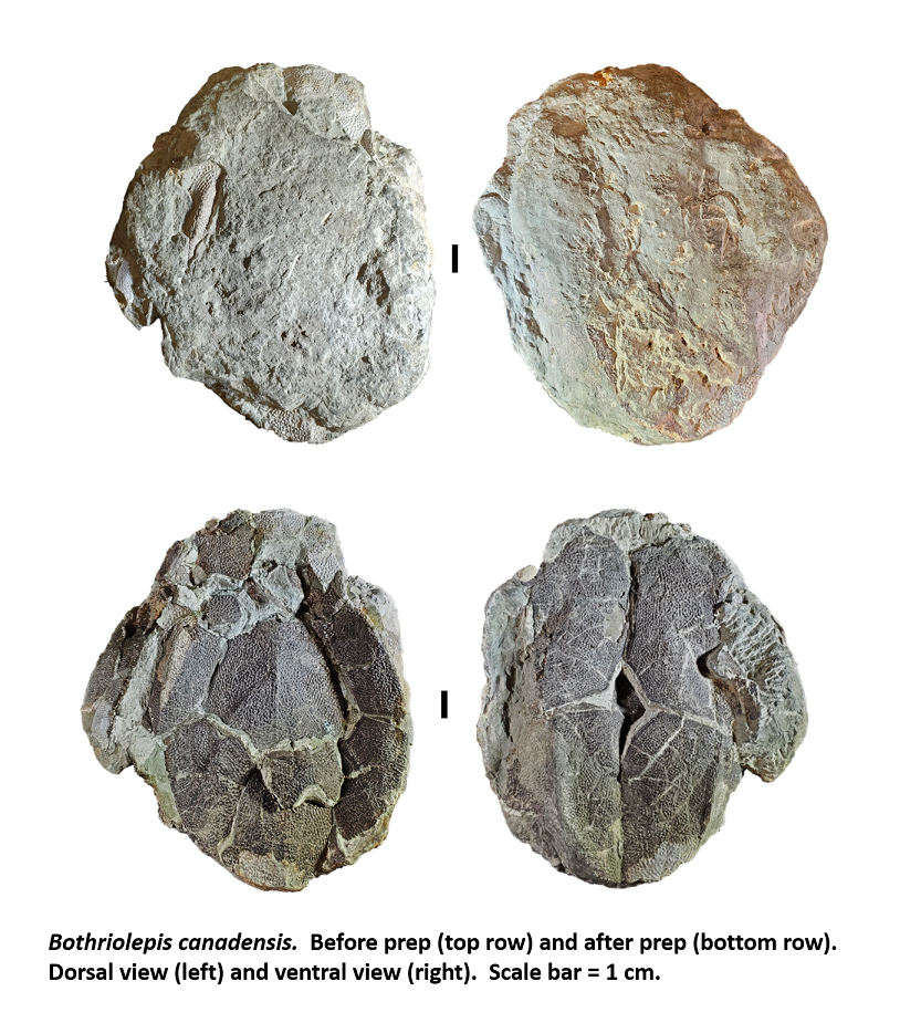 Bothriolepis canadensis prep - Fossil Preparation - The Fossil Forum