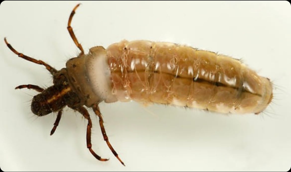 A Mystery Solved - Caddisfly Larva from Florissant - General Fossil ...