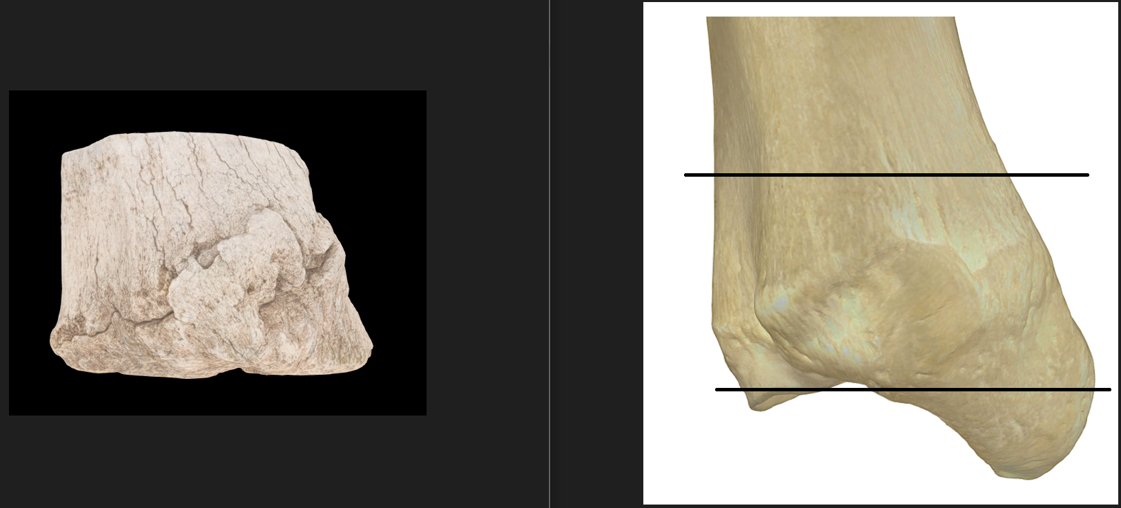 Need help to ID heavy bone - Fossil ID - The Fossil Forum