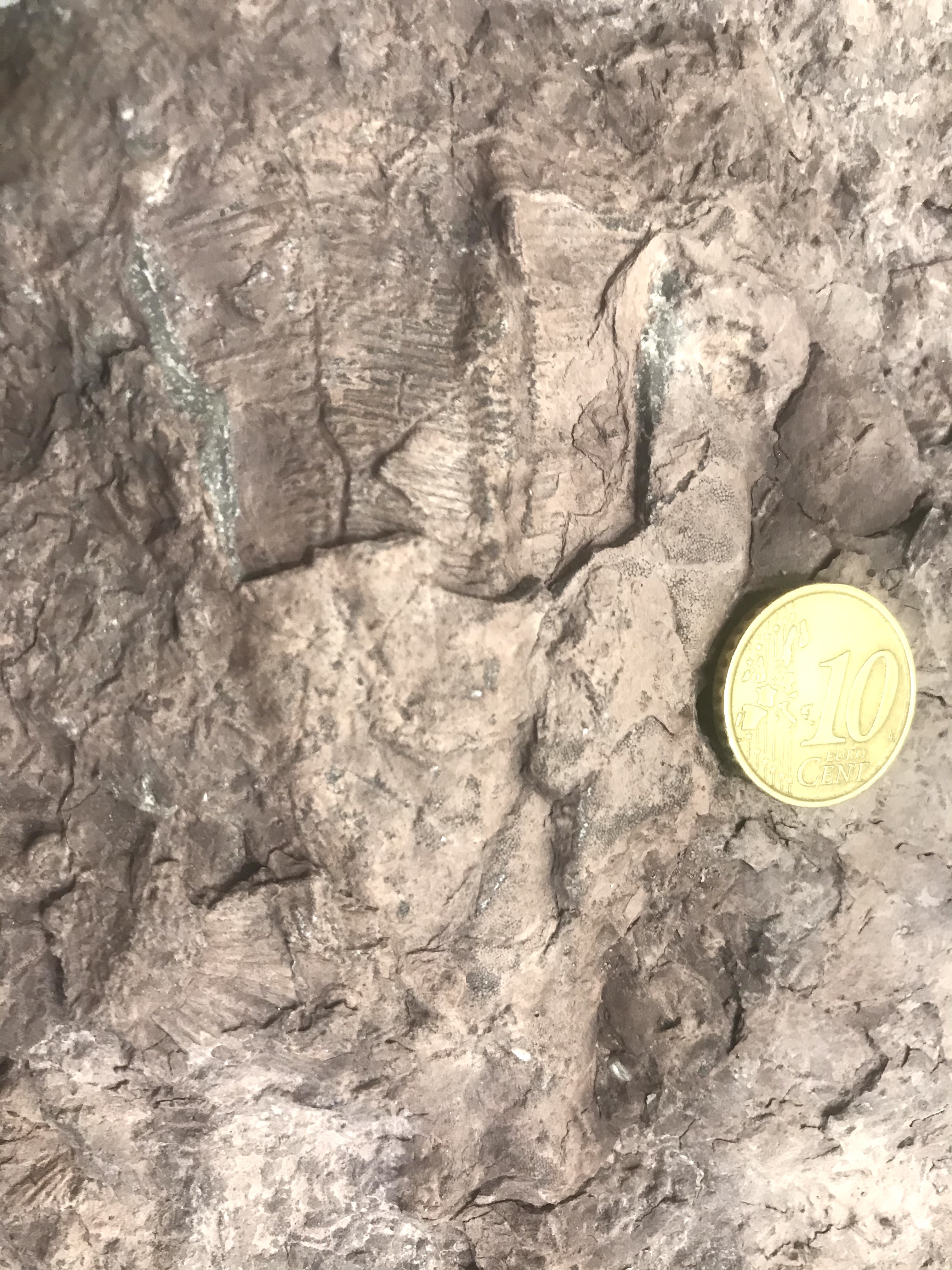 Conulariid? - Fossil ID - The Fossil Forum