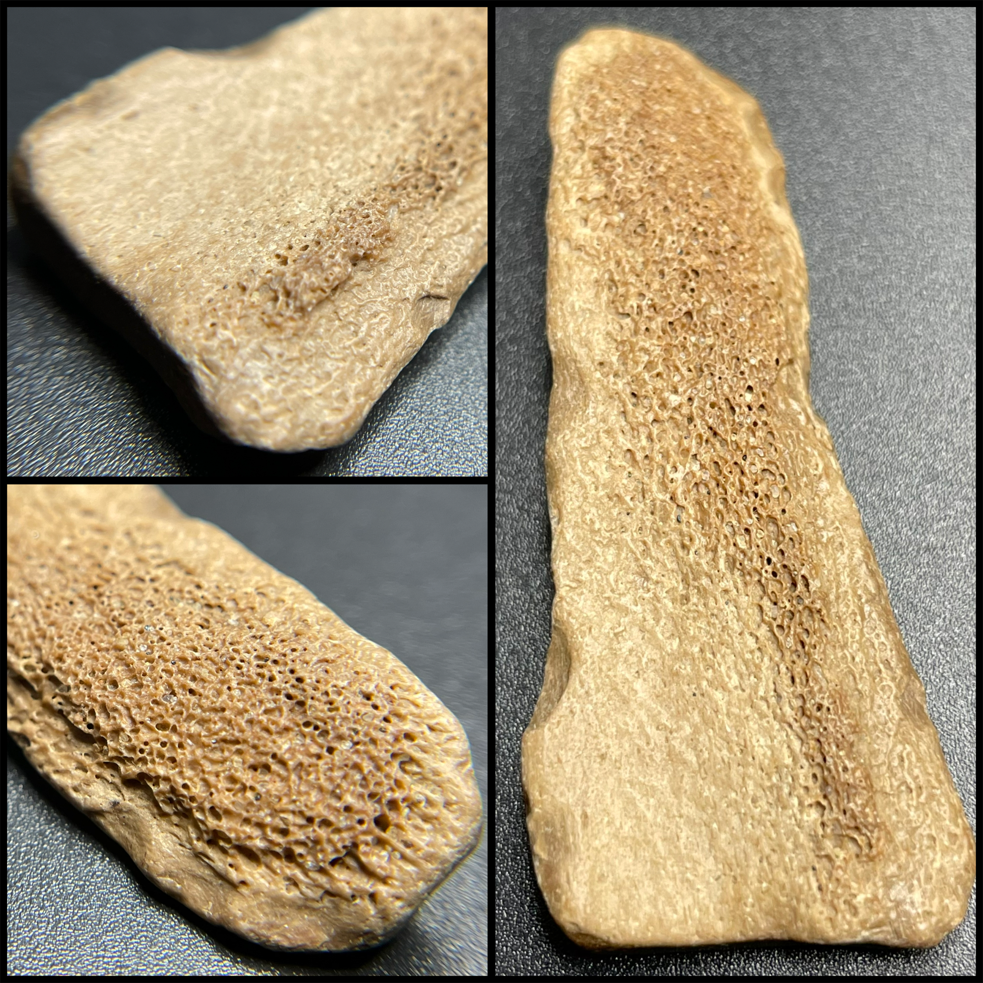 Calvert Formation - Stratford Hall and Westmoreland State Park - Fossil ...