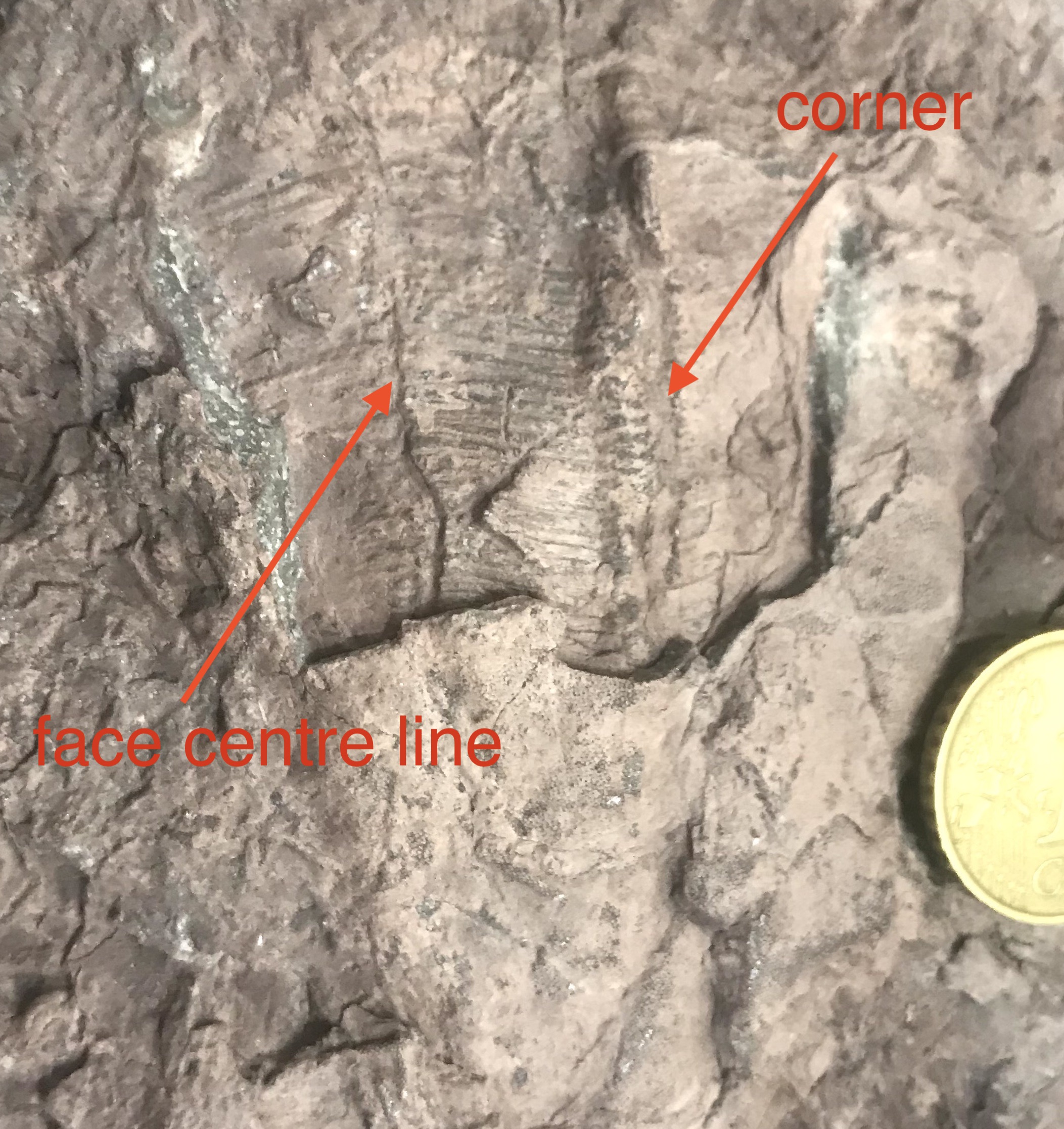 Conulariid? - Fossil ID - The Fossil Forum