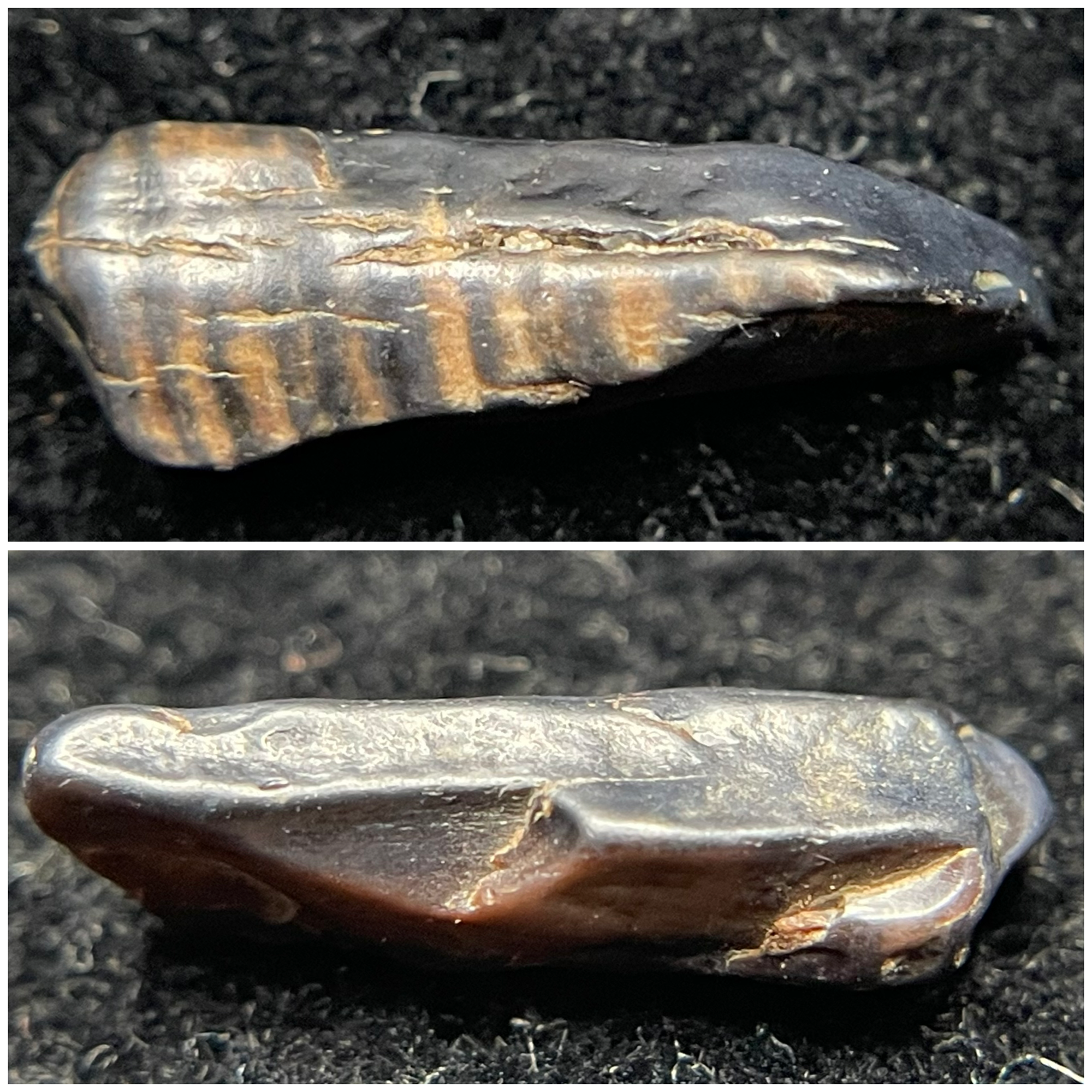Calvert Formation - Stratford Hall and Westmoreland State Park - Fossil ...