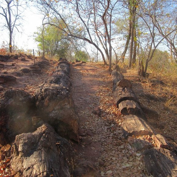 Fossilised Mango pits - Fossil ID - The Fossil Forum