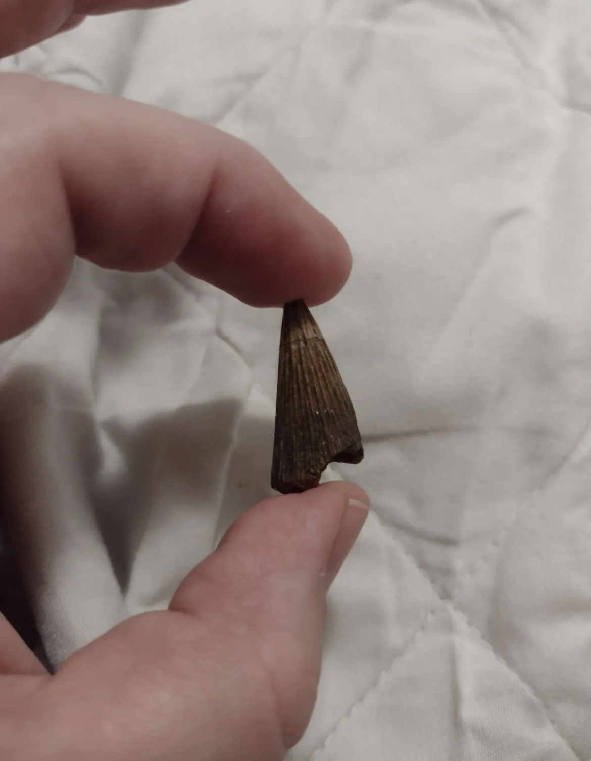 Liopleurodon tooth? - Fossil ID - The Fossil Forum
