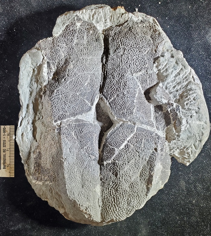 Bothriolepis canadensis prep - Fossil Preparation - The Fossil Forum