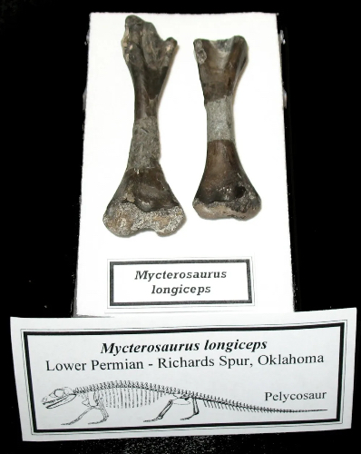 Warning Permian material selling as Hell Creek - Fossil ID - The Fossil ...