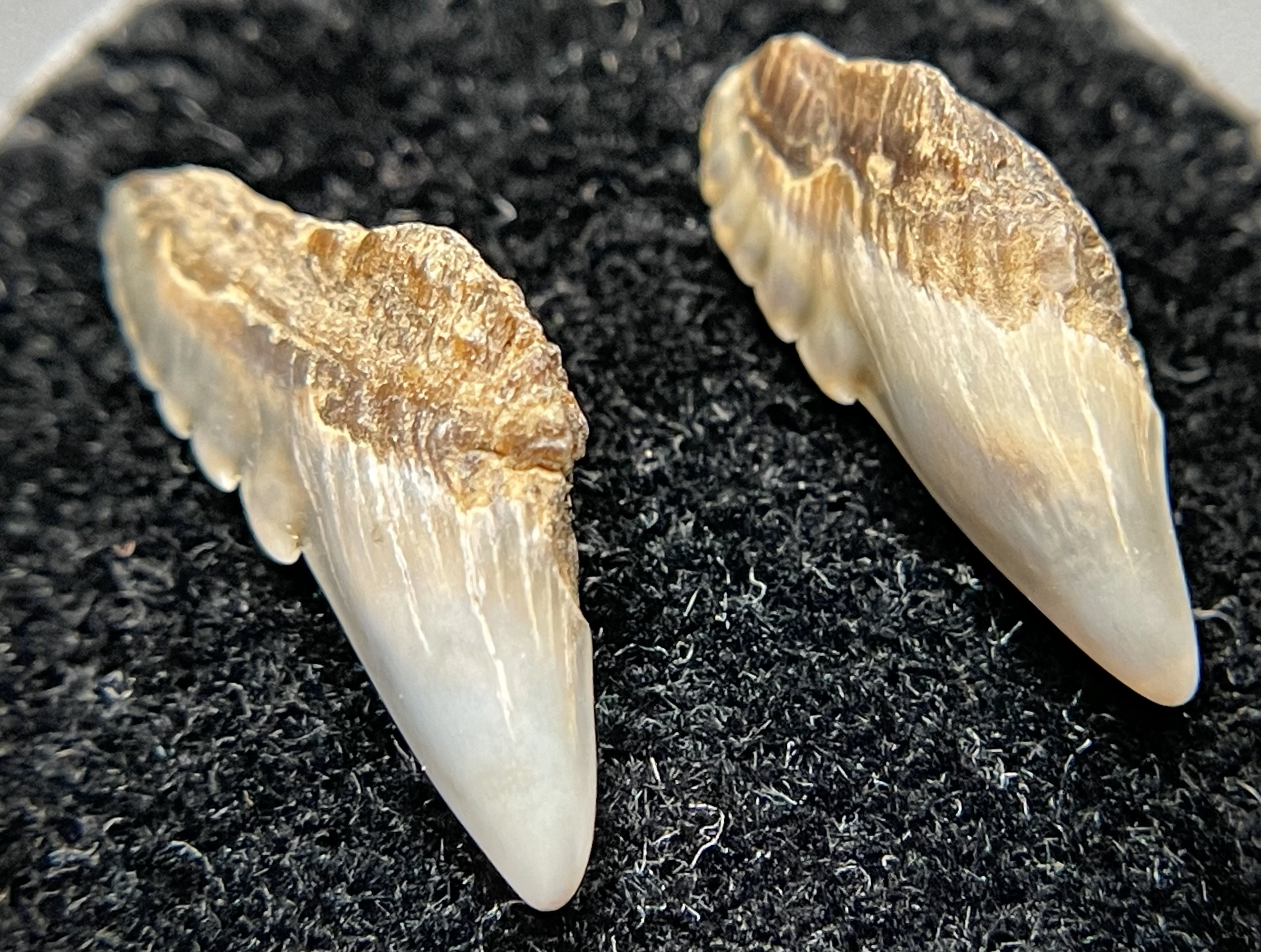 Calvert Formation - Stratford Hall and Westmoreland State Park - Fossil ...