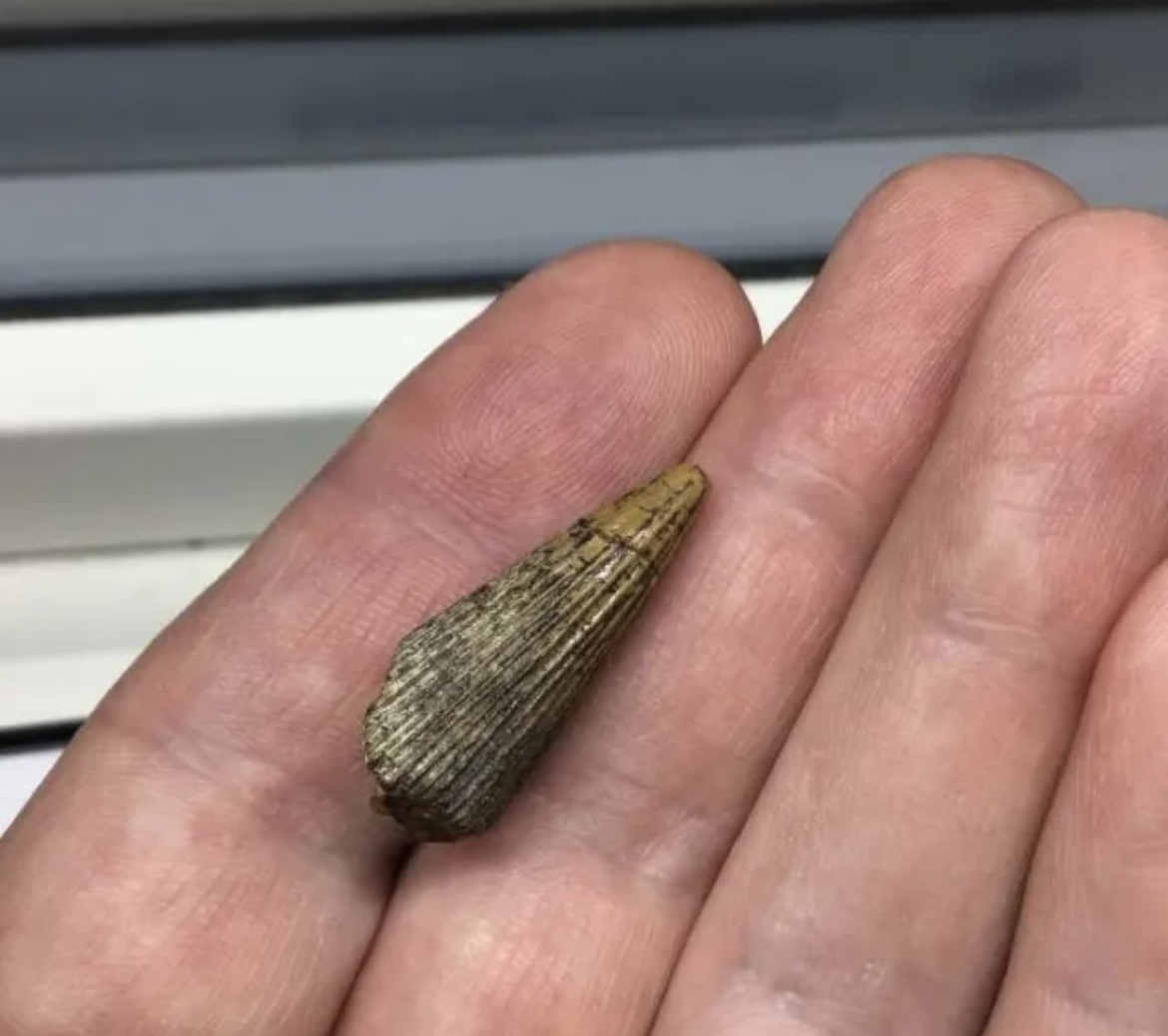Liopleurodon tooth? - Fossil ID - The Fossil Forum