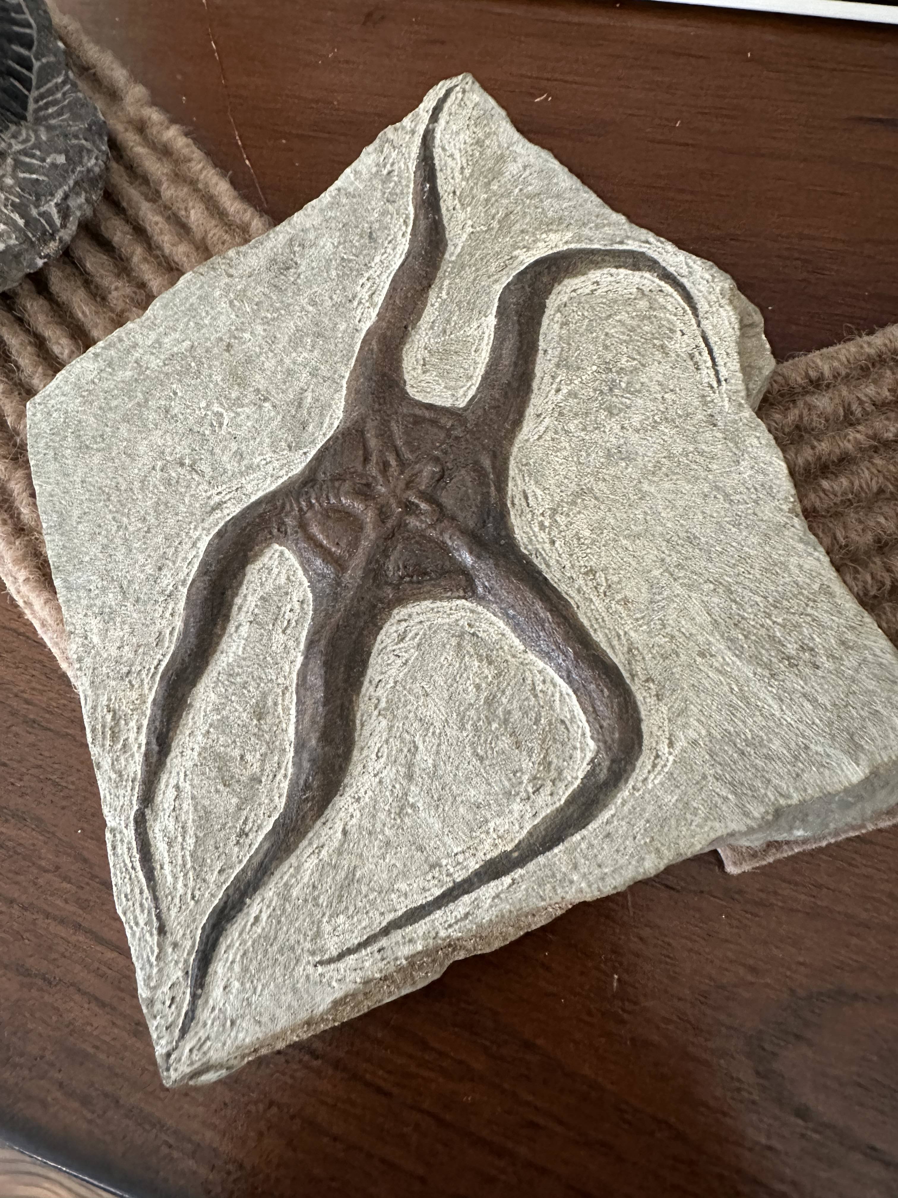 First time fossil buyer - was I duped at the Denver show? - General ...