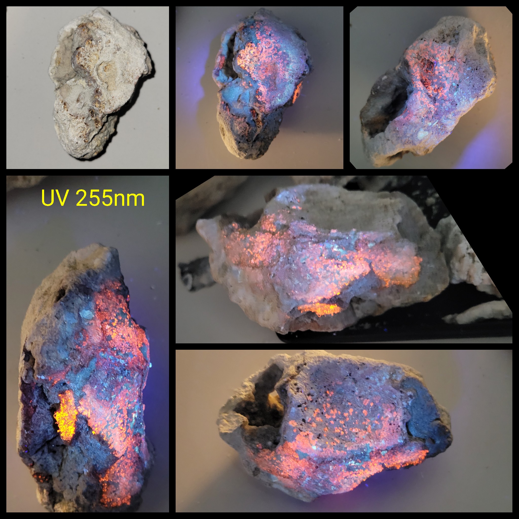 UV fossil coral from Tampa Florida - Rocks & Minerals - The Fossil Forum