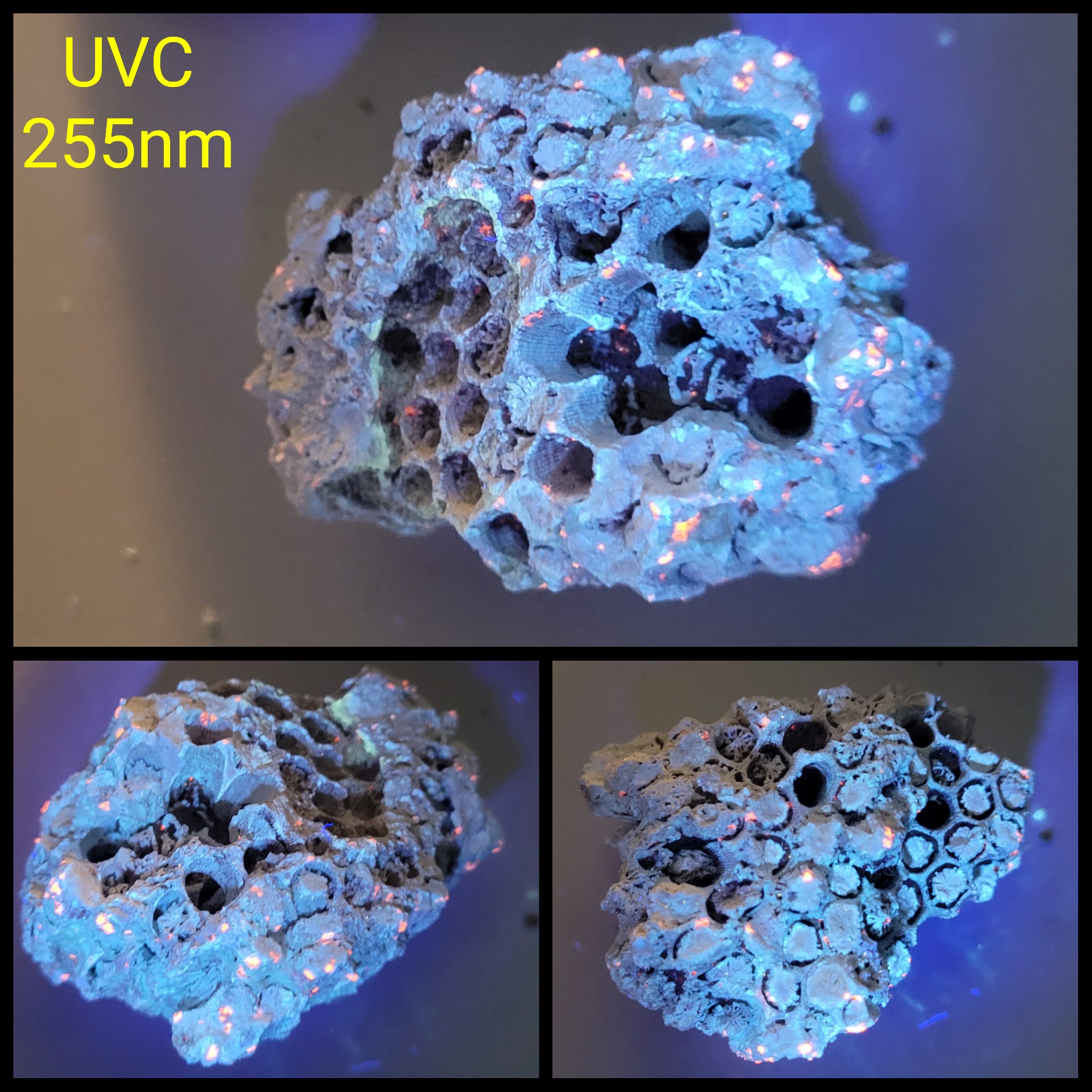 UV fossil coral from Tampa Florida - Rocks & Minerals - The Fossil Forum