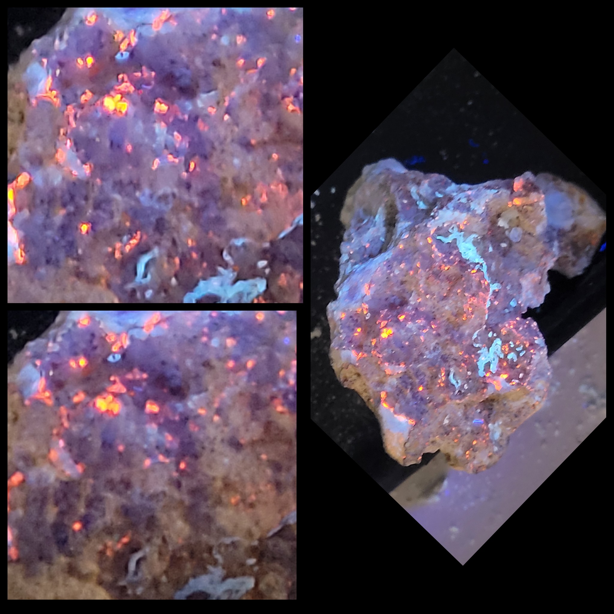 UV fossil coral from Tampa Florida - Rocks & Minerals - The Fossil Forum