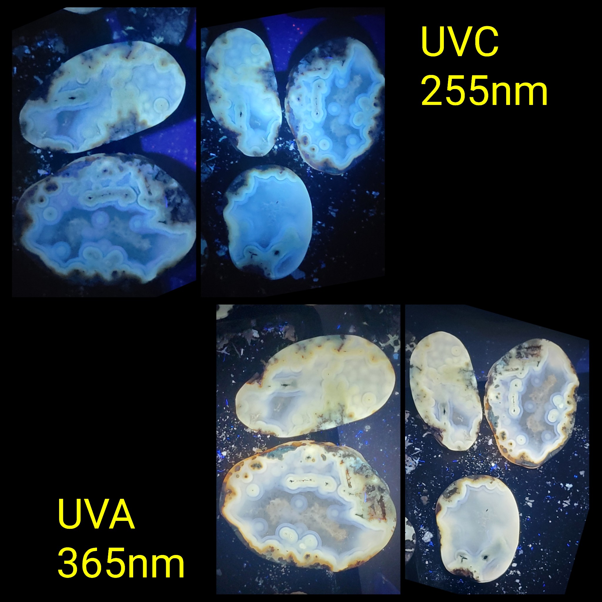 UV fossil coral from Tampa Florida - Rocks & Minerals - The Fossil Forum