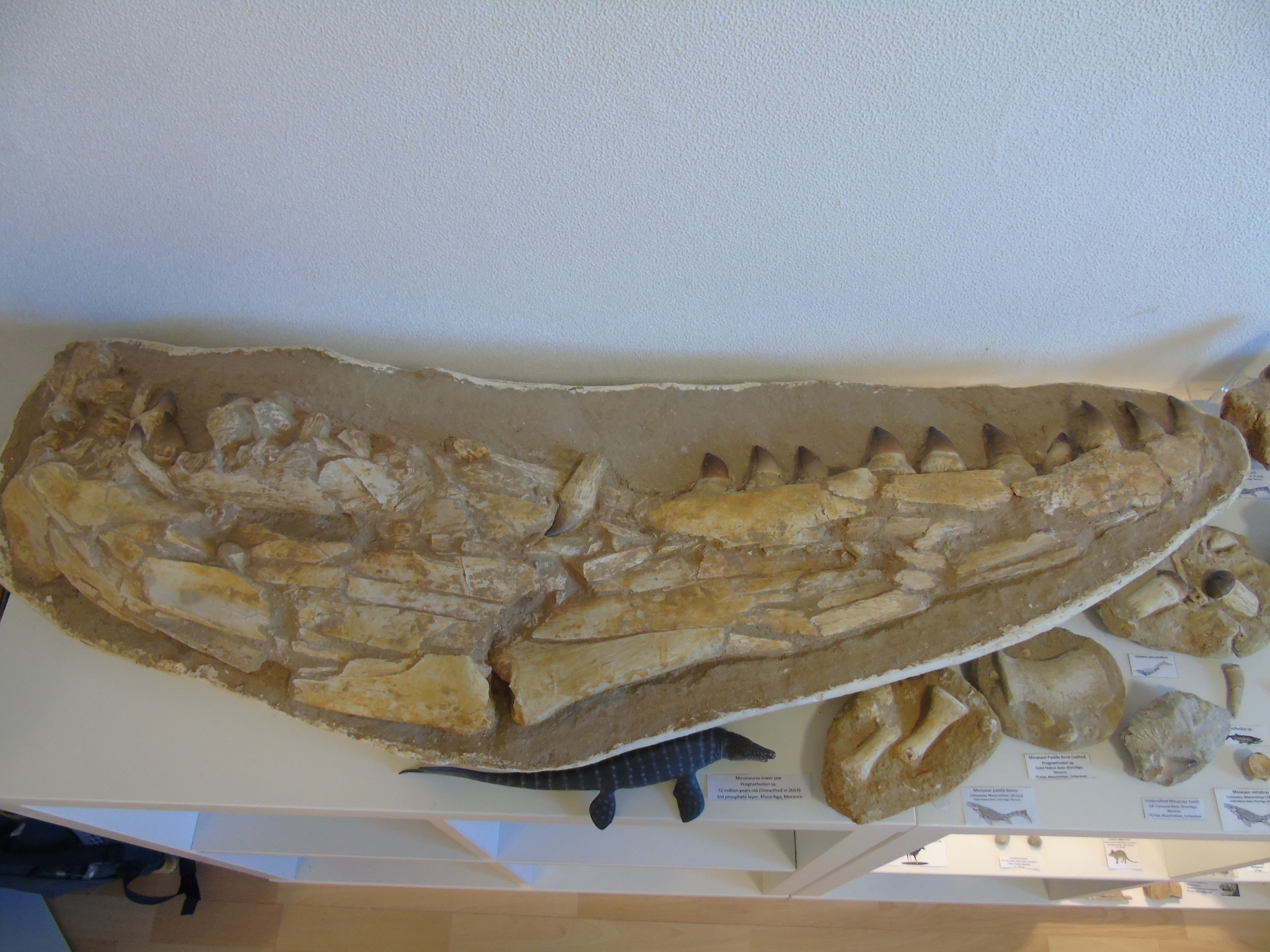 Show Me Your Mosasaurs! - General Fossil Discussion - The Fossil Forum