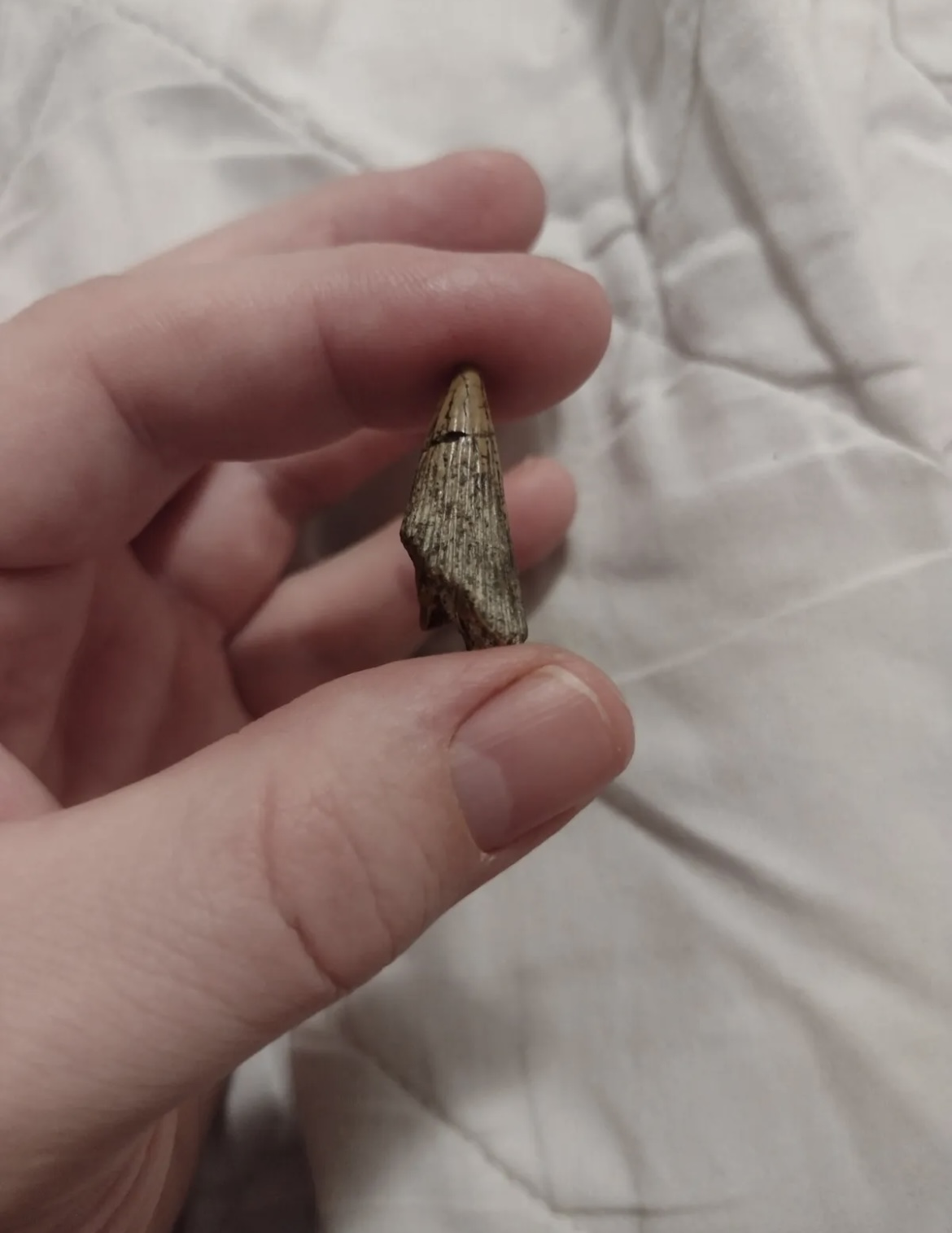 Liopleurodon tooth? - Fossil ID - The Fossil Forum