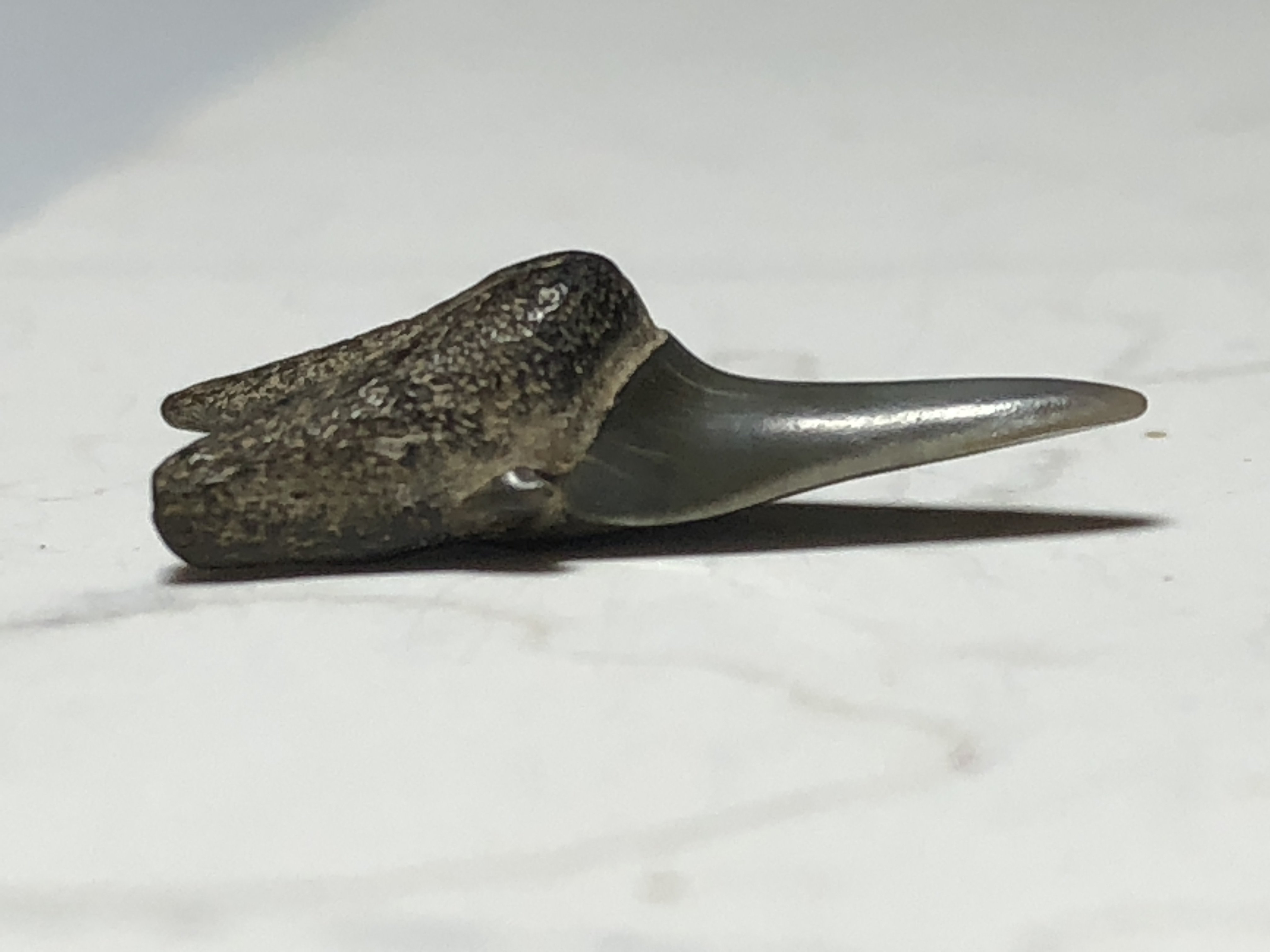 Some Mississippi Cretaceous and Eocene Shark Teeth - Fossil ID - The ...