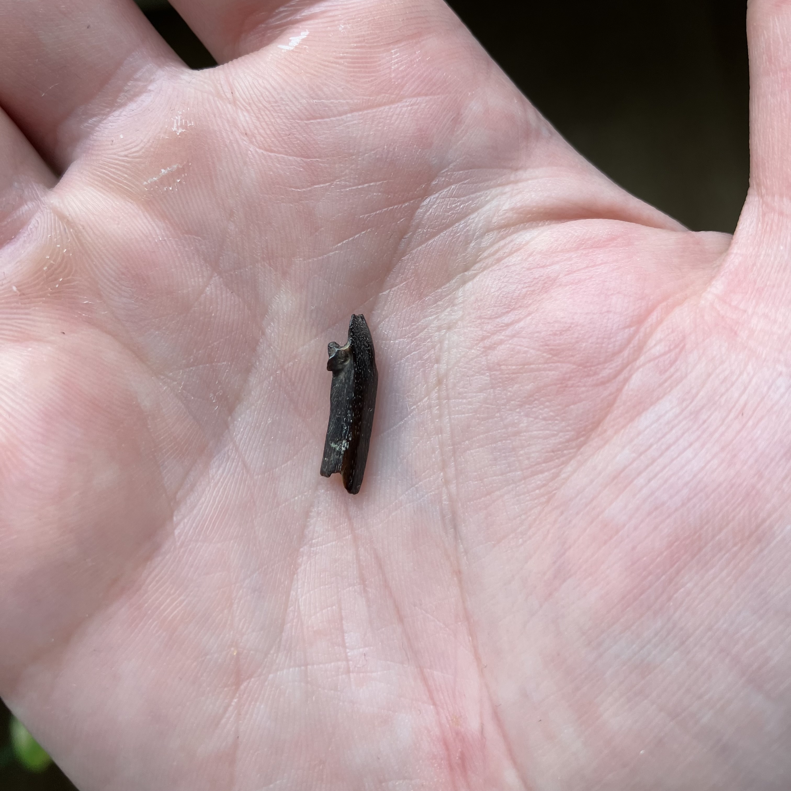 Need ID - tiny Pleistocene bone fragment - Fossil ID - The Fossil Forum